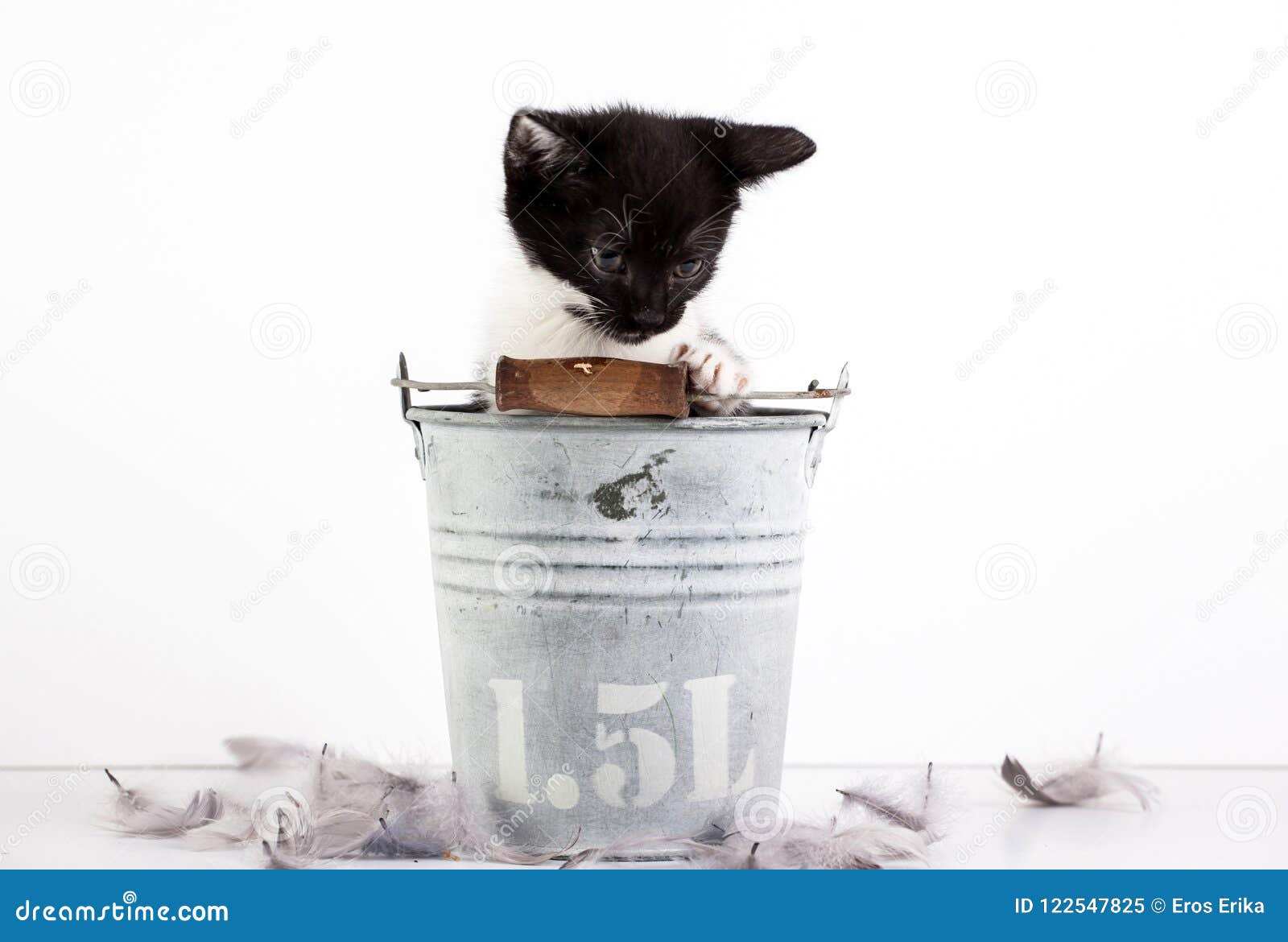 Kitten in bucket stock image. Image of mammal, small - 122547825