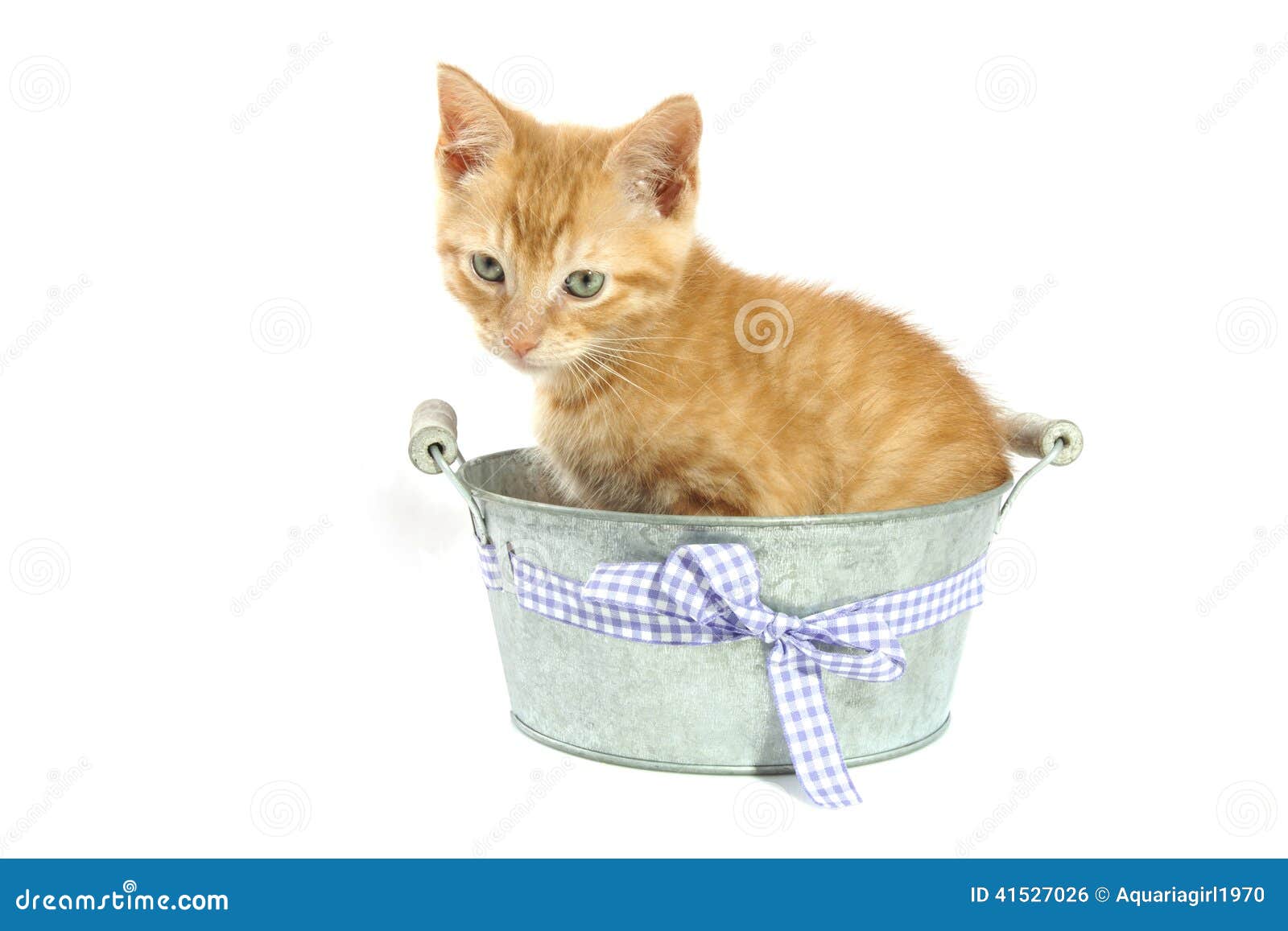 Kitten in bucket stock photo. Image of paws, curious - 41527026
