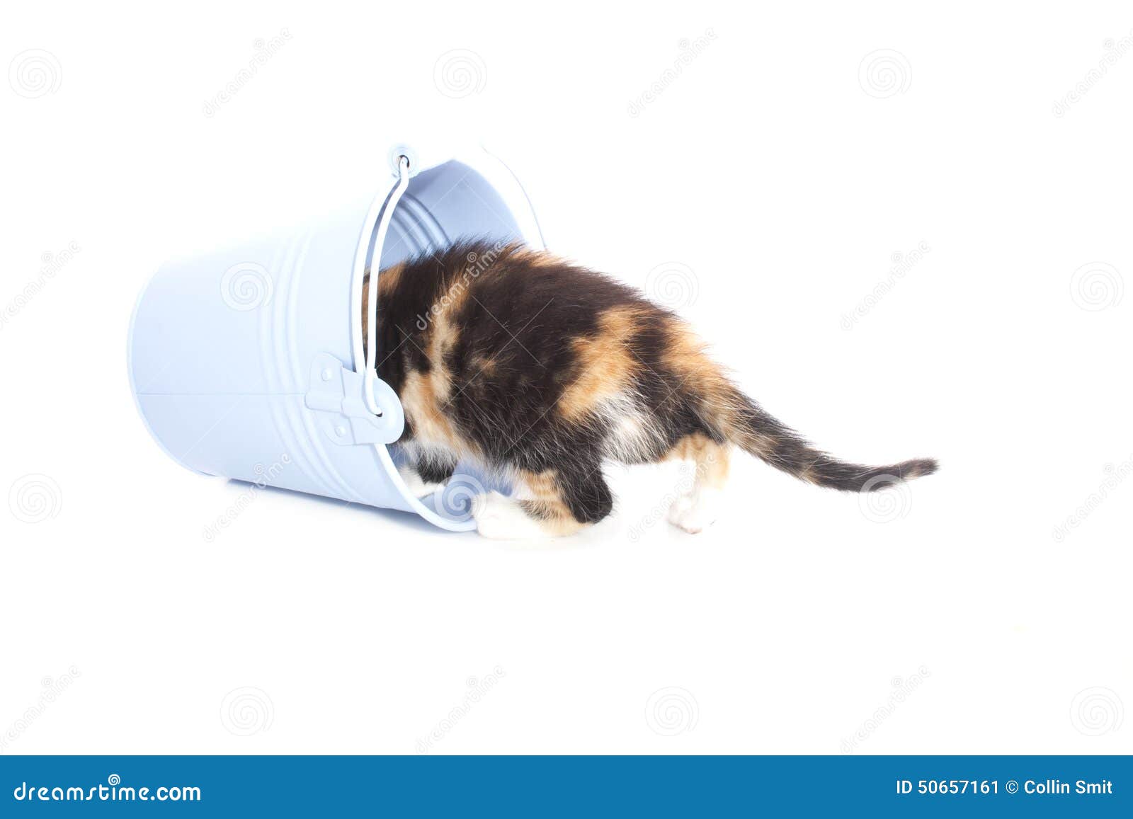 Kitten in bucket stock image. Image of baby, kittens - 50657161