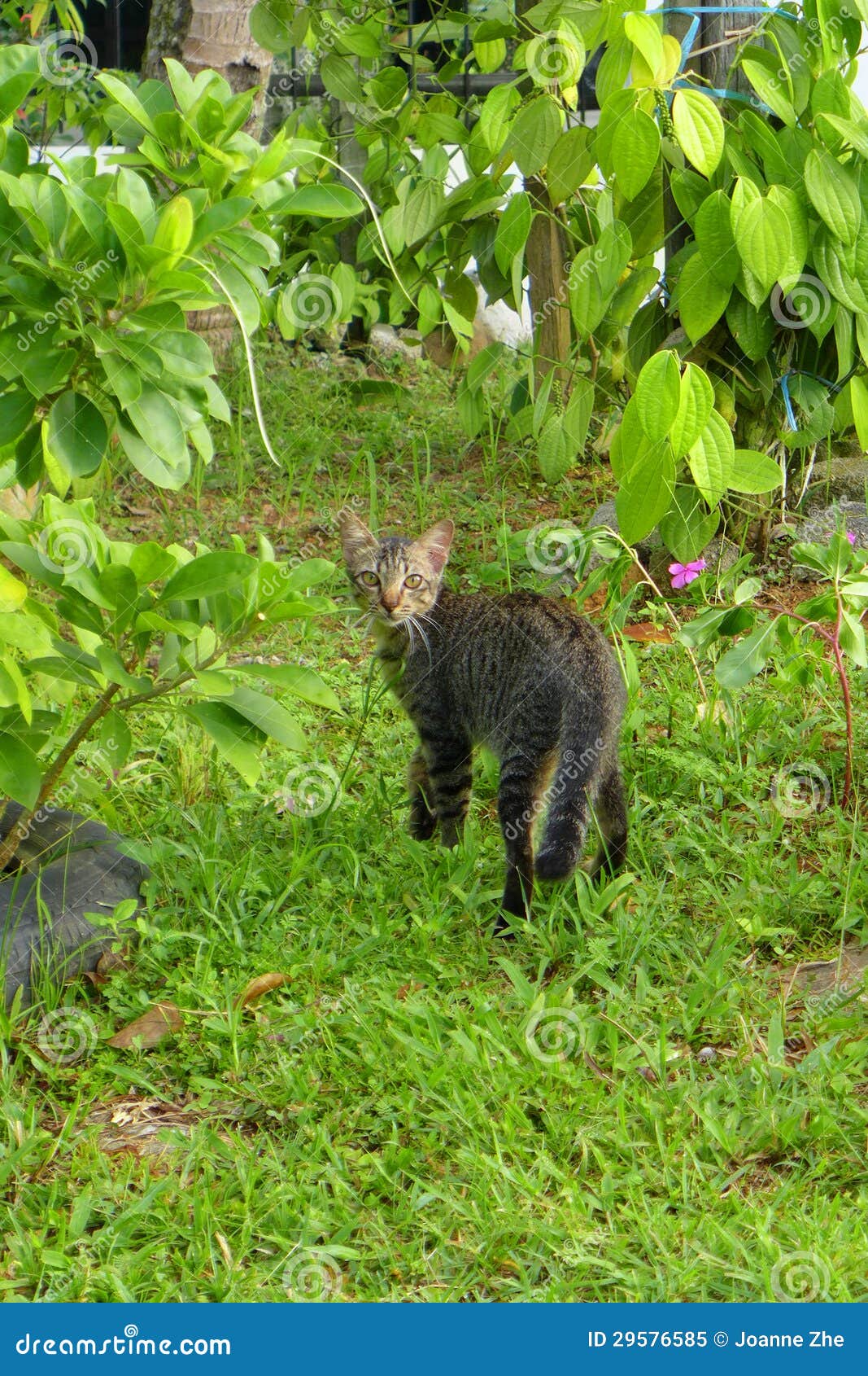 Kitten cat look back stock image. Image of animals, plants - 29576585