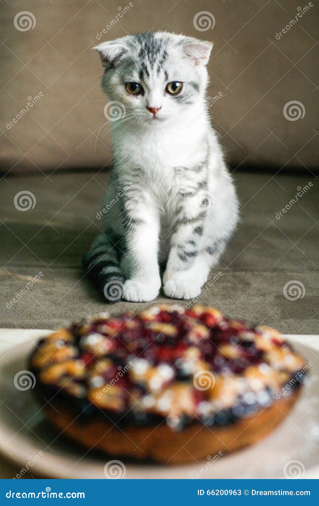 119 Kitten Pie Photos - Free & Royalty-Free Stock Photos from Dreamstime