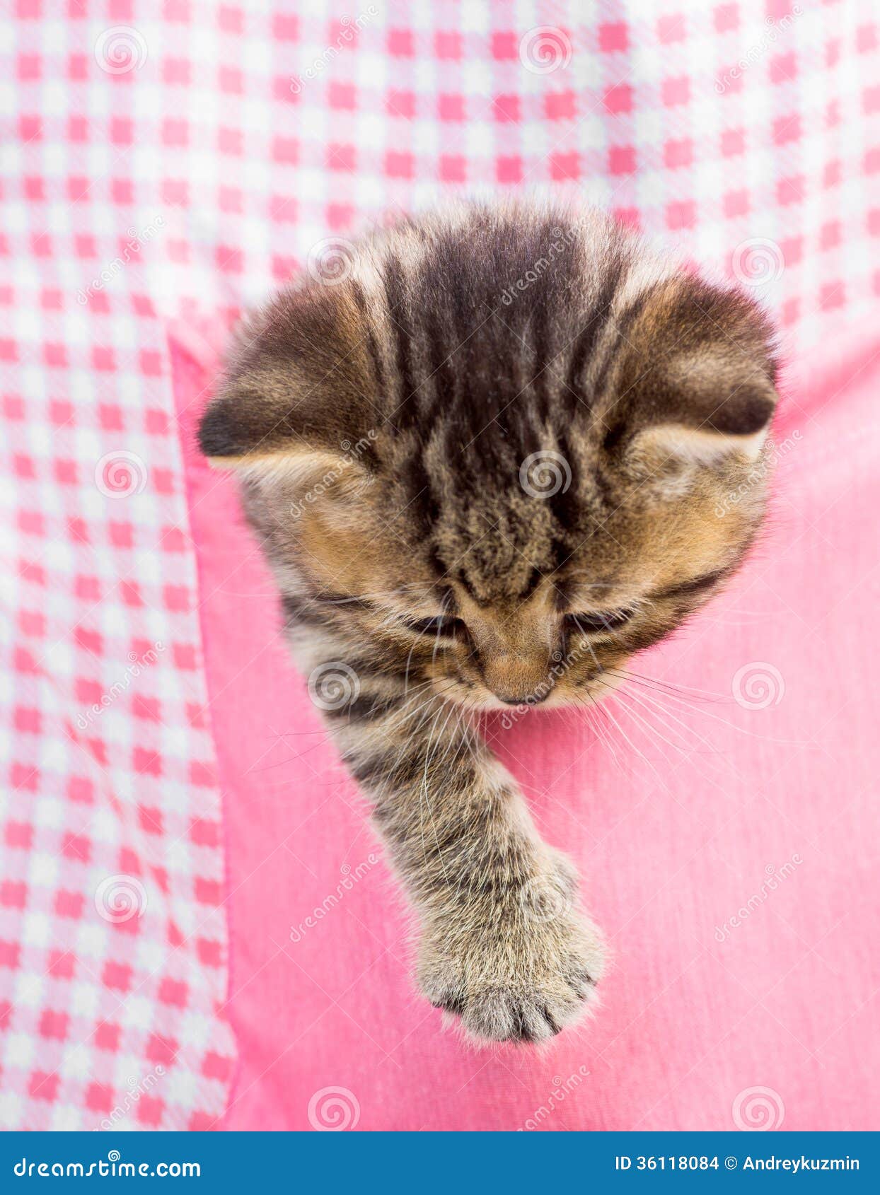 Kitten cat in pink pocket stock photo. Image of humor - 36118084