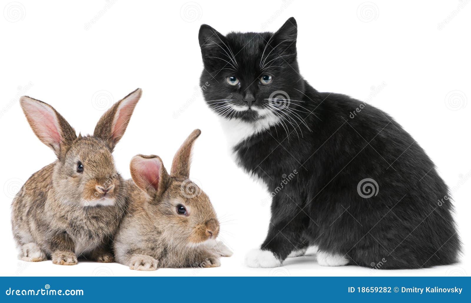 Kitten Cat and Rabbit Bunny Stock Photo - Image of funny, pretty: 18659282