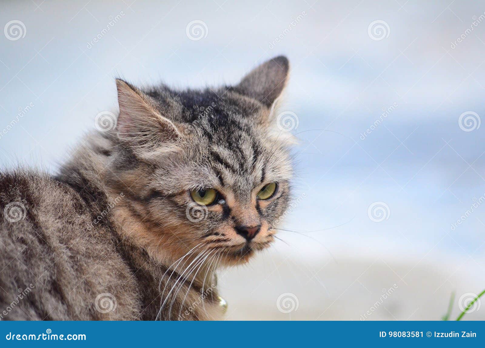 Kitten stock image. Image of kitten, face, angry - 98083581