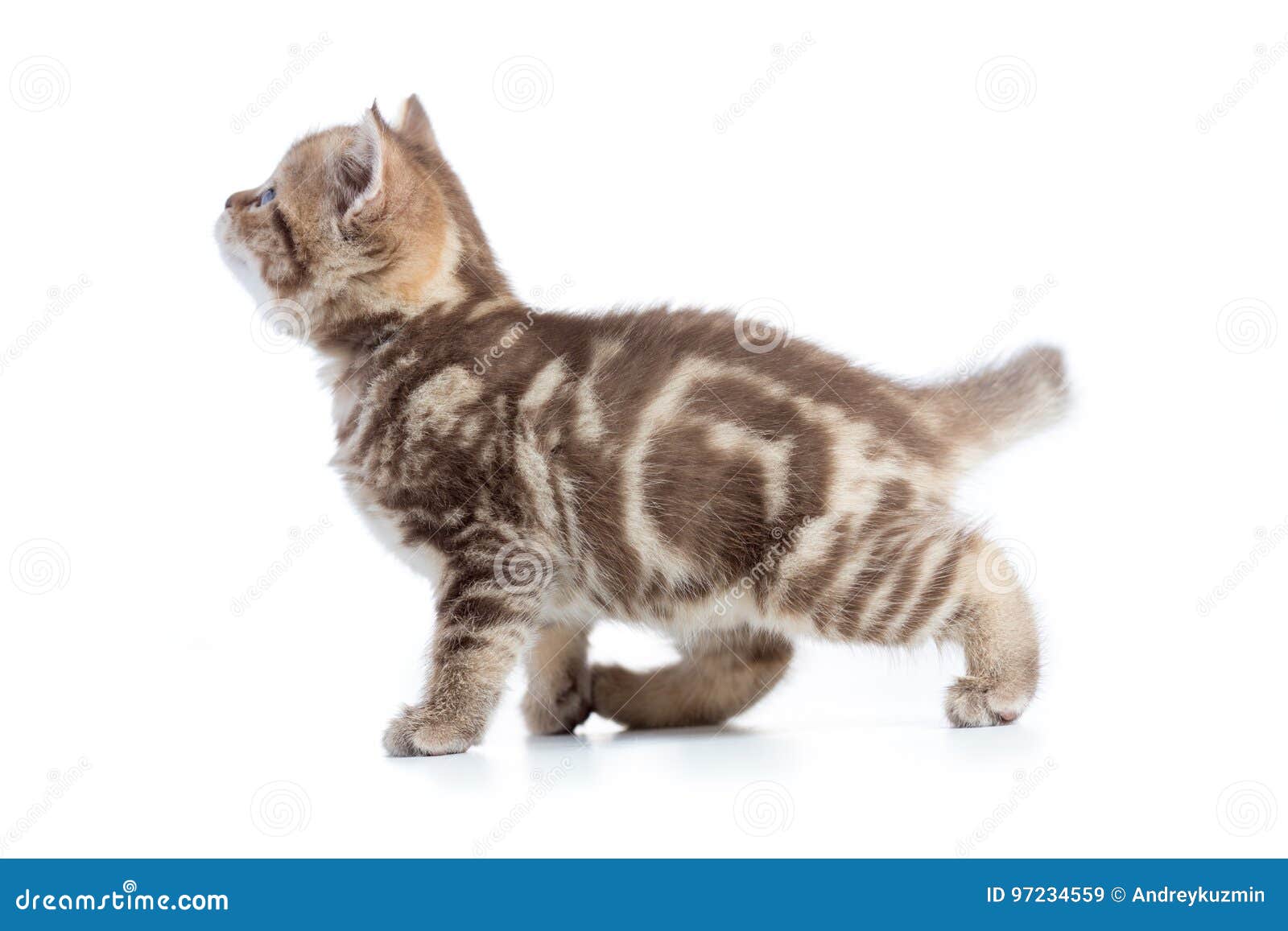 Kitten cat side view stock image. Image of fluffy, funny - 97234559