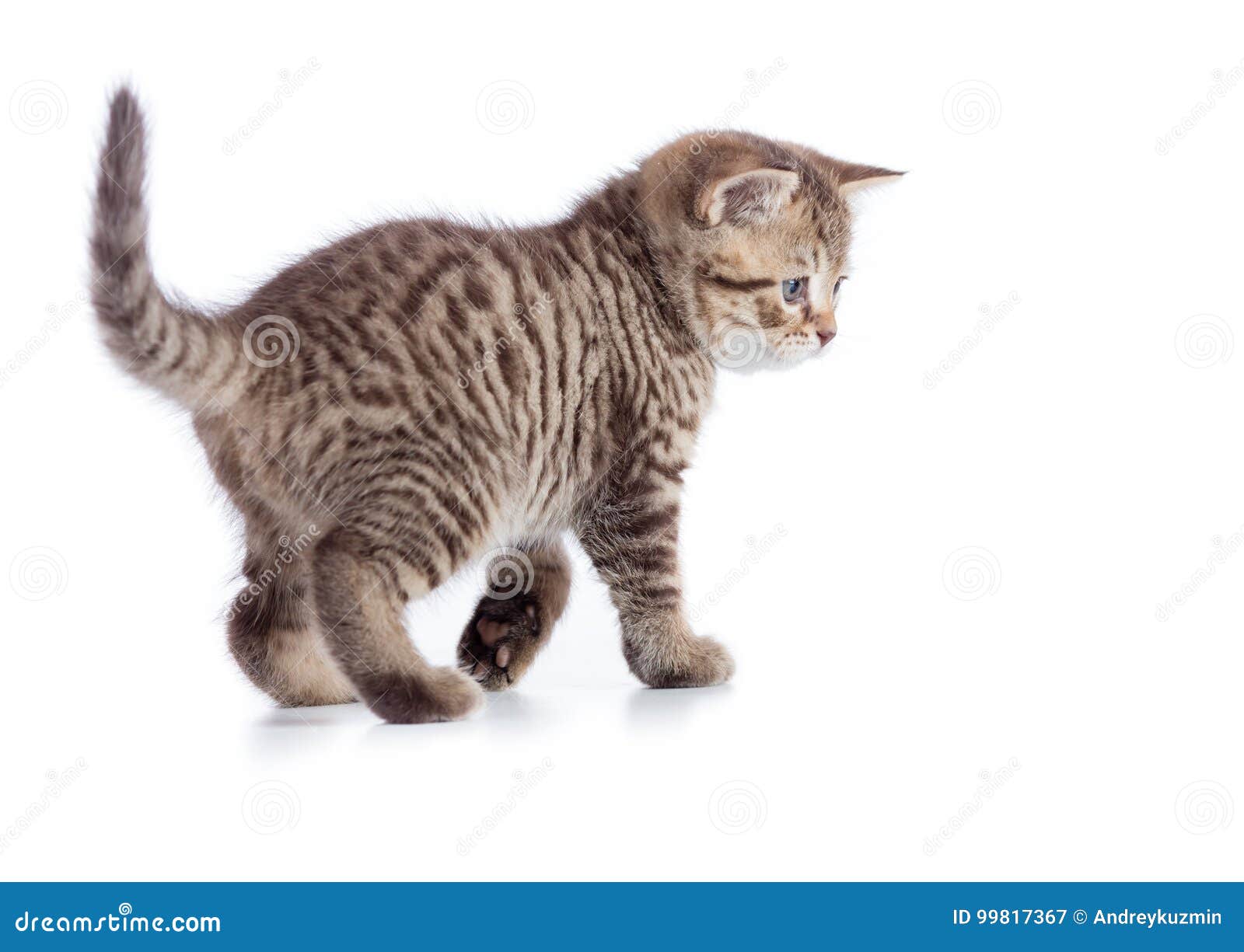 Young Tabby Cat Side View. Walking Kitten Isolated on White. Stock ...