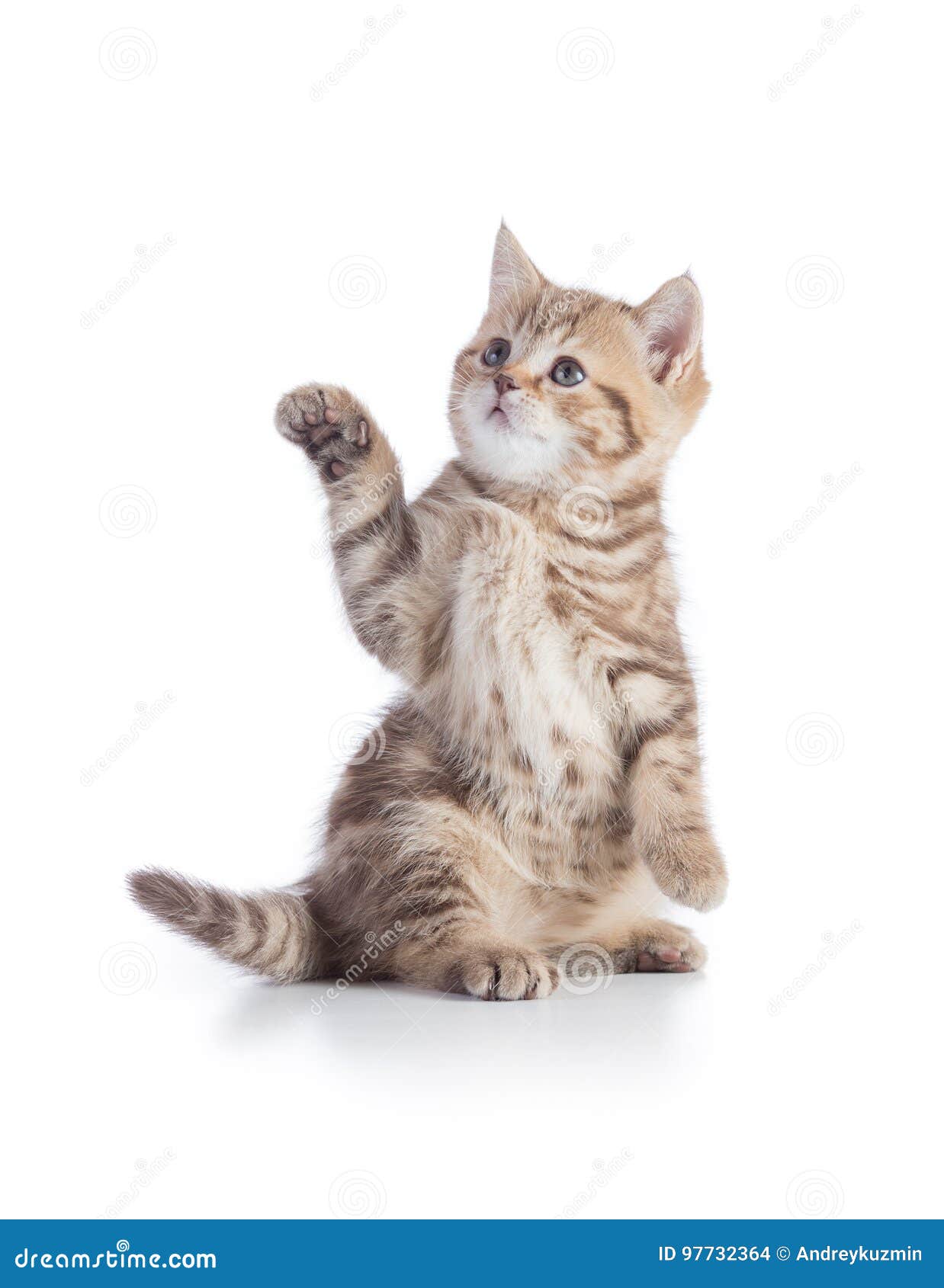 Kitten or Cat Standing with Pointing Paw Isolated on White Stock Photo ...