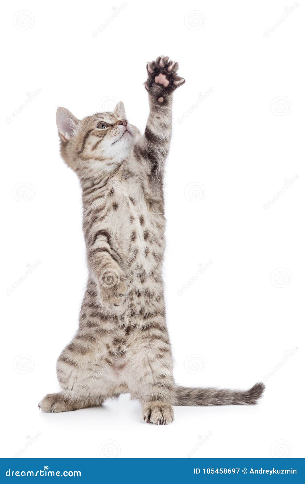 Kitten or Cat Standing with Raised Paw Isolated Stock Image - Image of ...