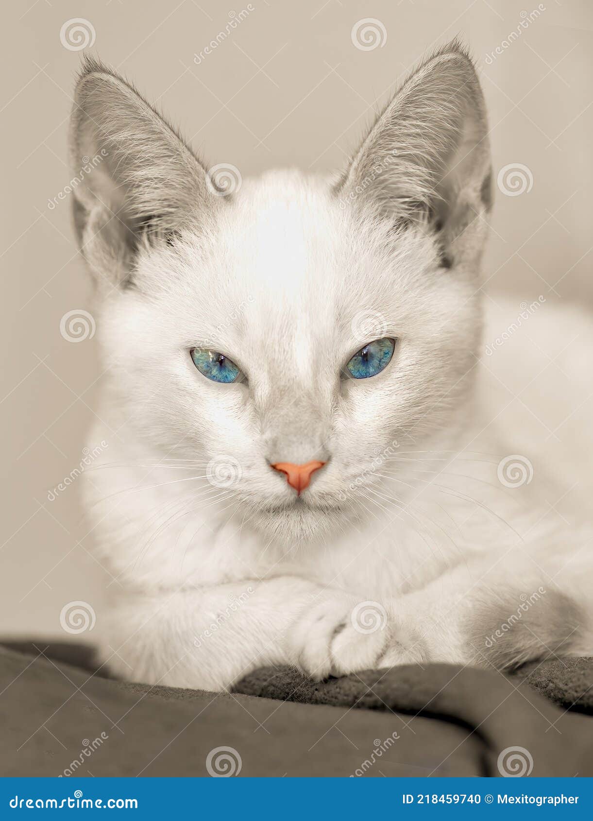 Kitten Cat Vertical stock photo. Image of adoption, pets - 218459740