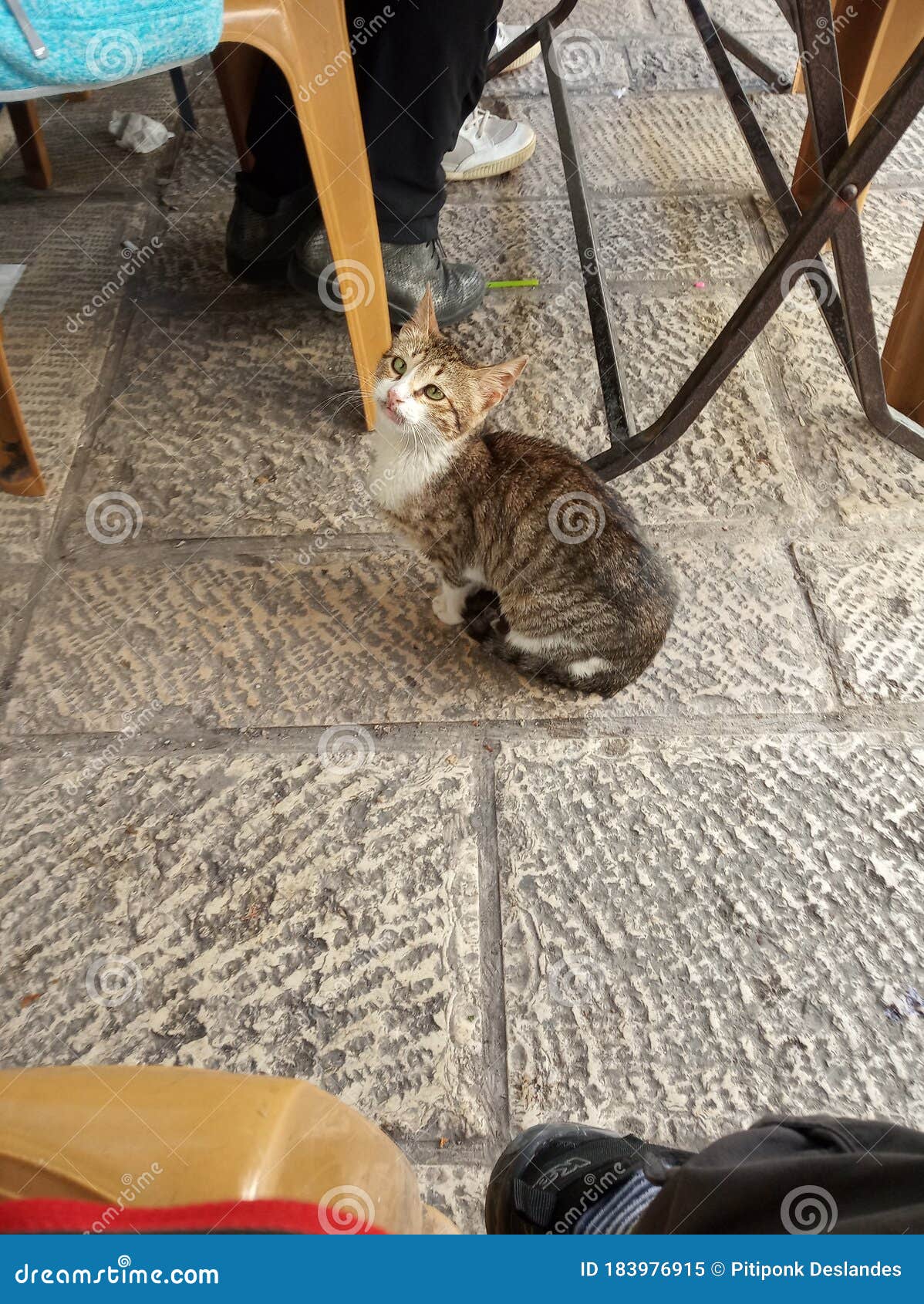 Kitten Cat Waiting stock image. Image of wildlife, whiskers - 183976915