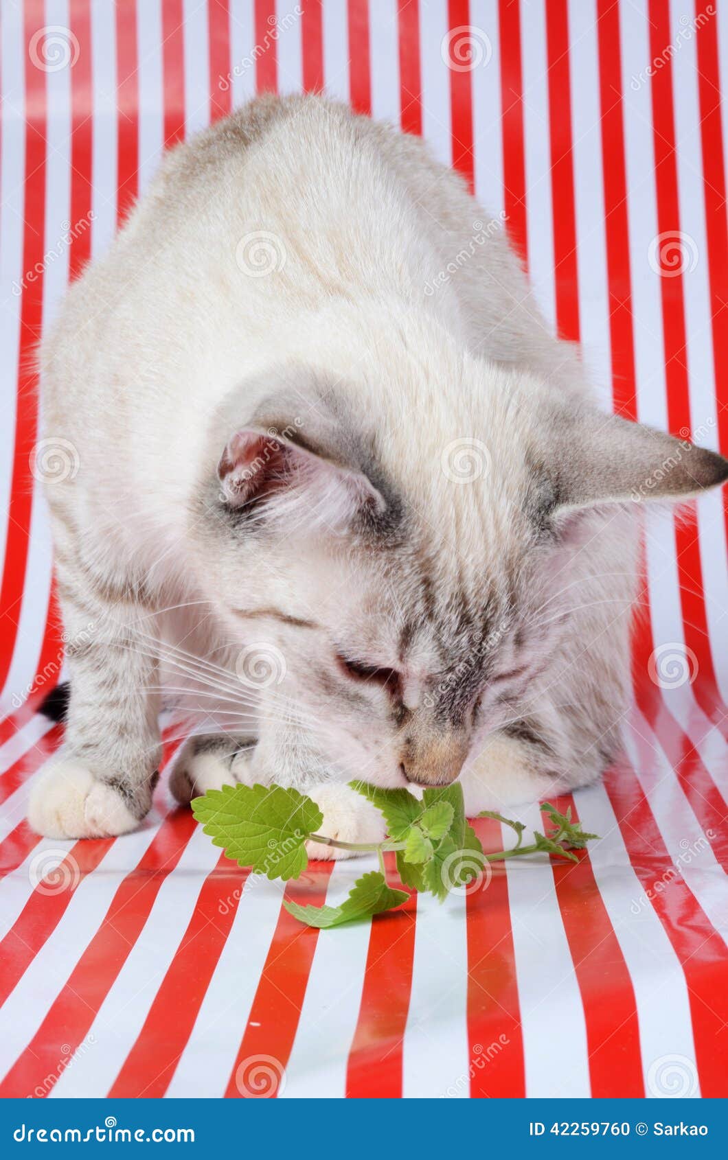 Kitten and catnip stock photo. Image of cute, nose, animal - 42259760