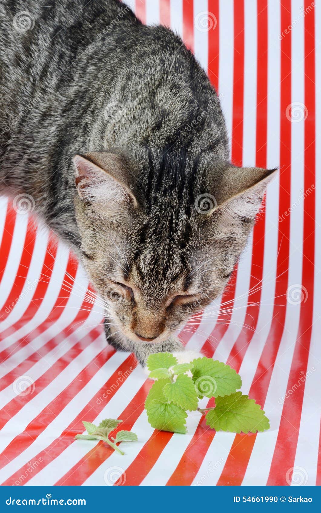 Kitten and catnip stock photo. Image of nose, herb, furry - 54661990
