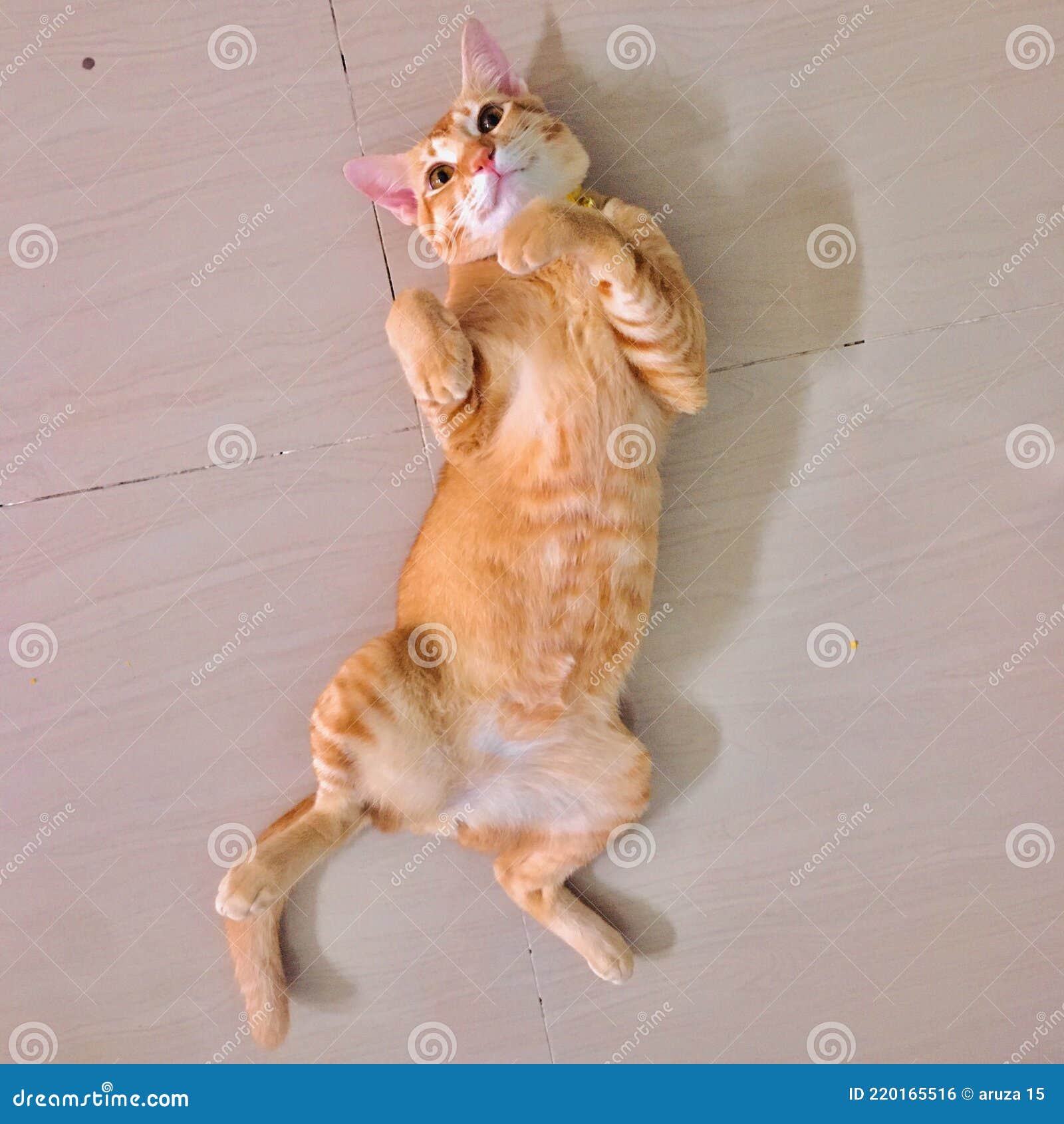 Kitten cats stock photo. Image of simba, name, wallpaper - 220165516