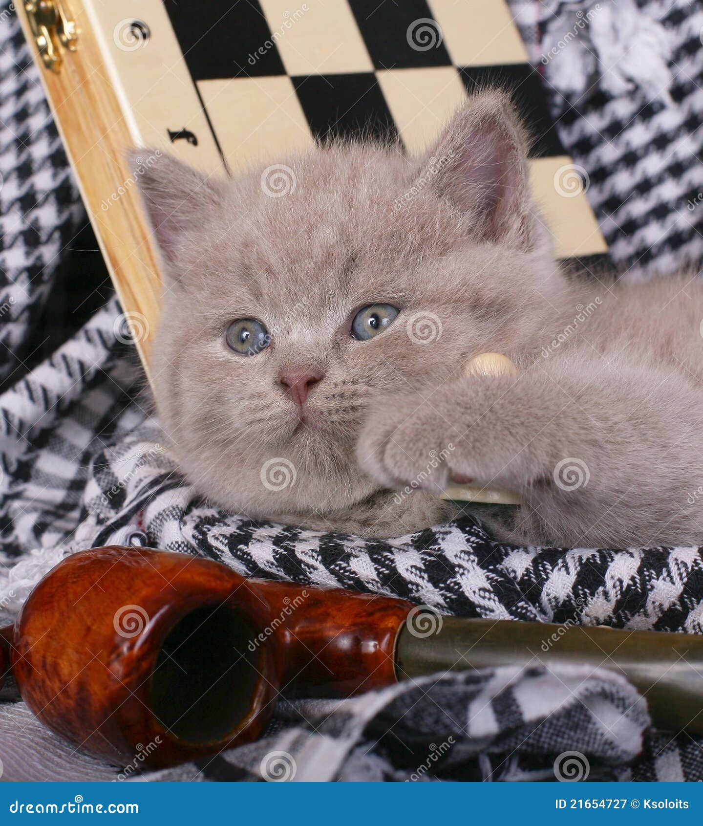 Kitten with chess and pipe stock image. Image of scottish - 21654727