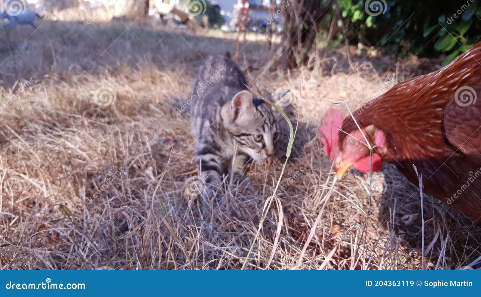 Kitten and chicken stock image. Image of whiskers, prairie - 204363119