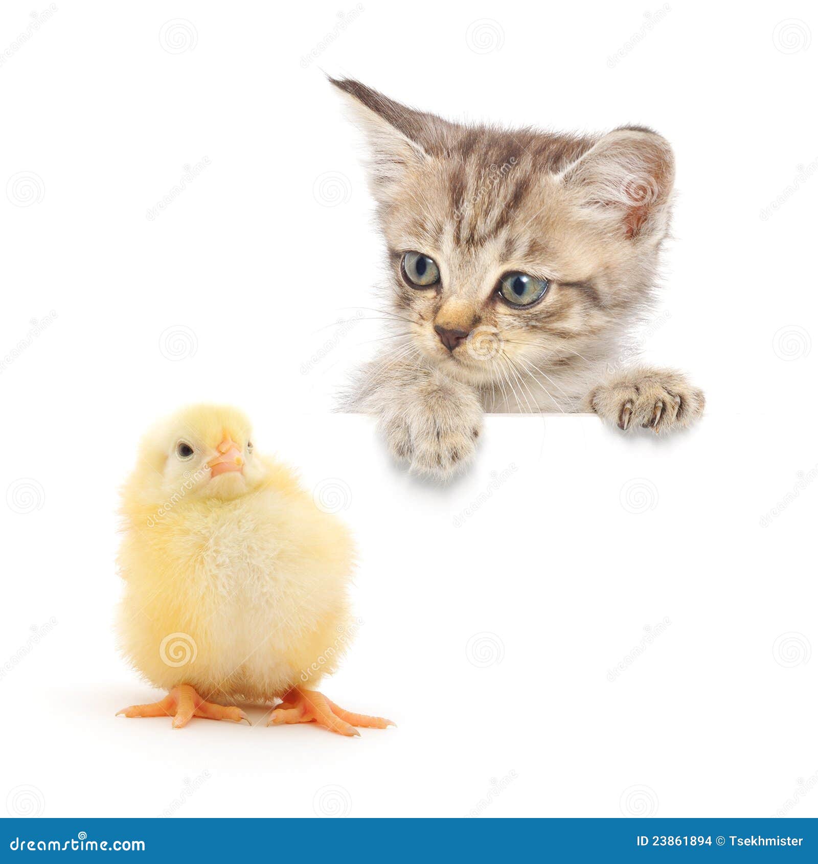 Kitten and chicken stock photo. Image of relations, studio - 23861894