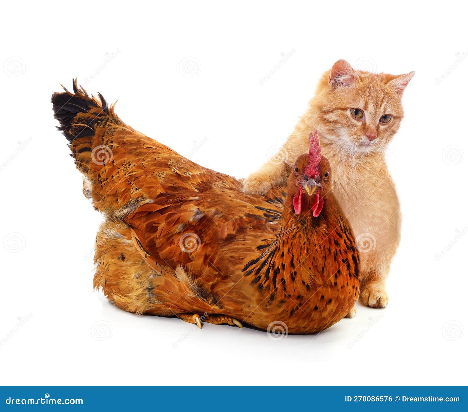 Kitten and chicken stock photo. Image of science, love - 270086576