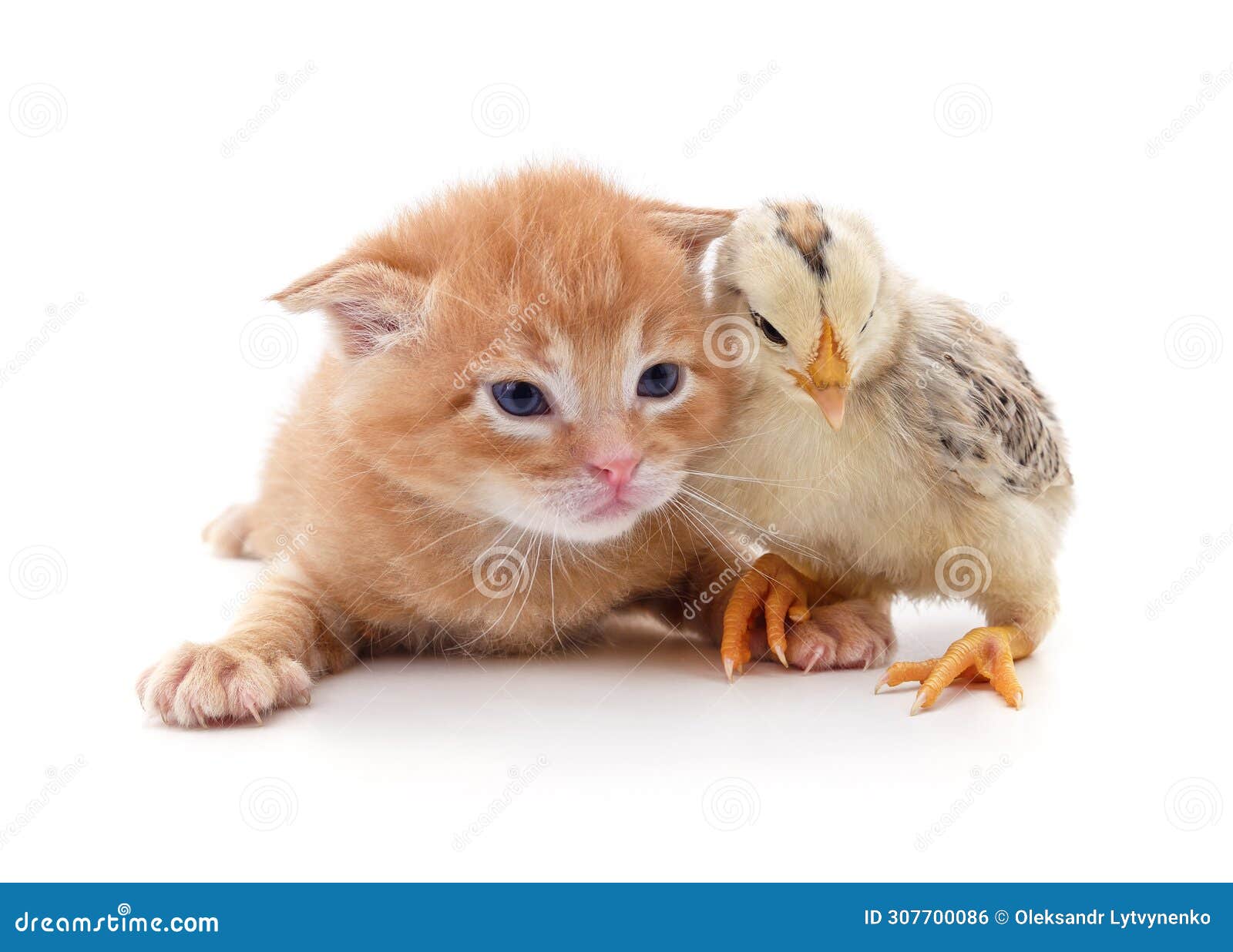 Kitten and chicken stock photo. Image of mammals, friendship - 307700086