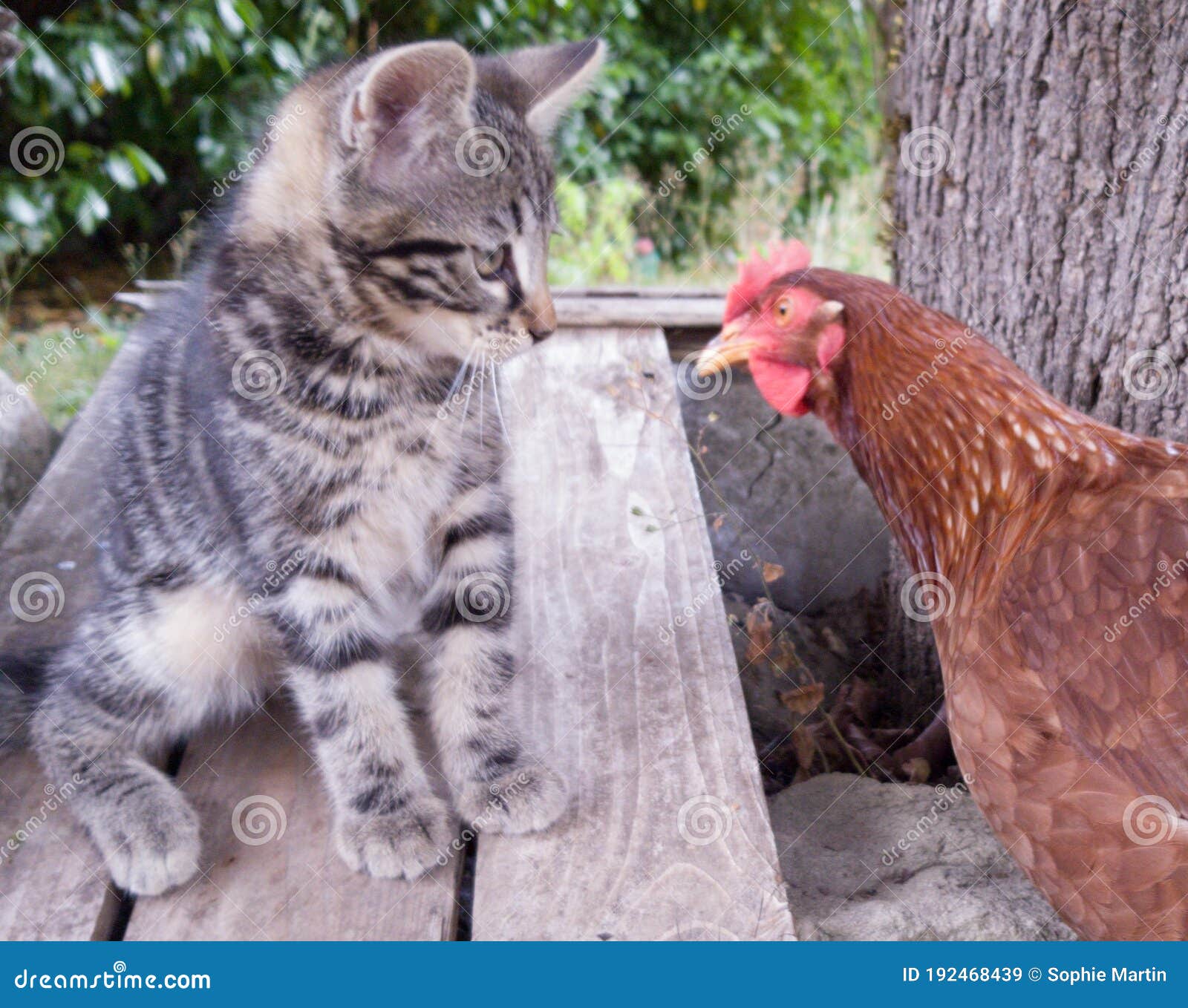 Kitten and chicken stock image. Image of animal, wildlife - 192468439