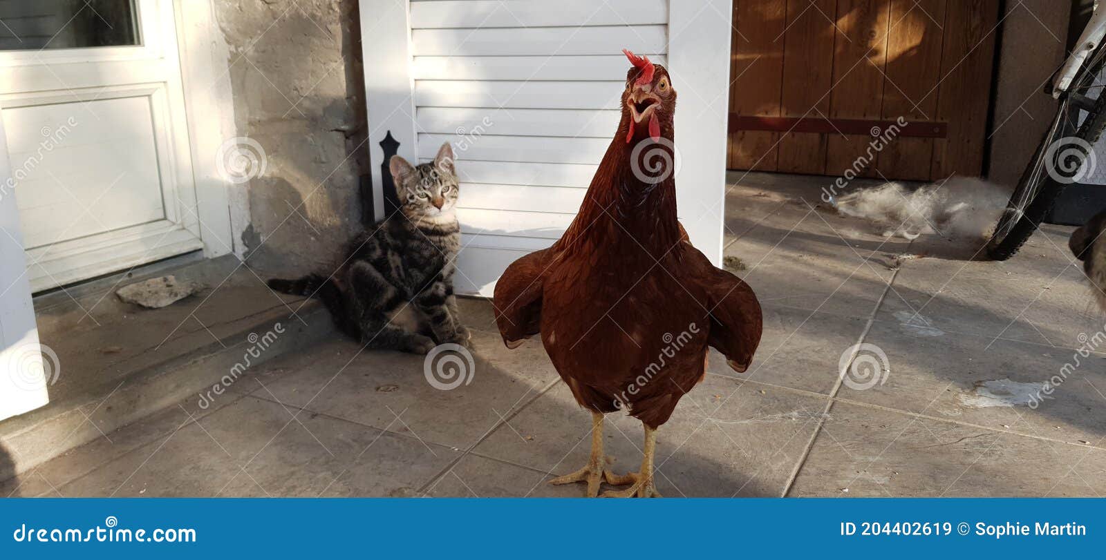 Kitten and chicken stock image. Image of duck, chicken - 204402619