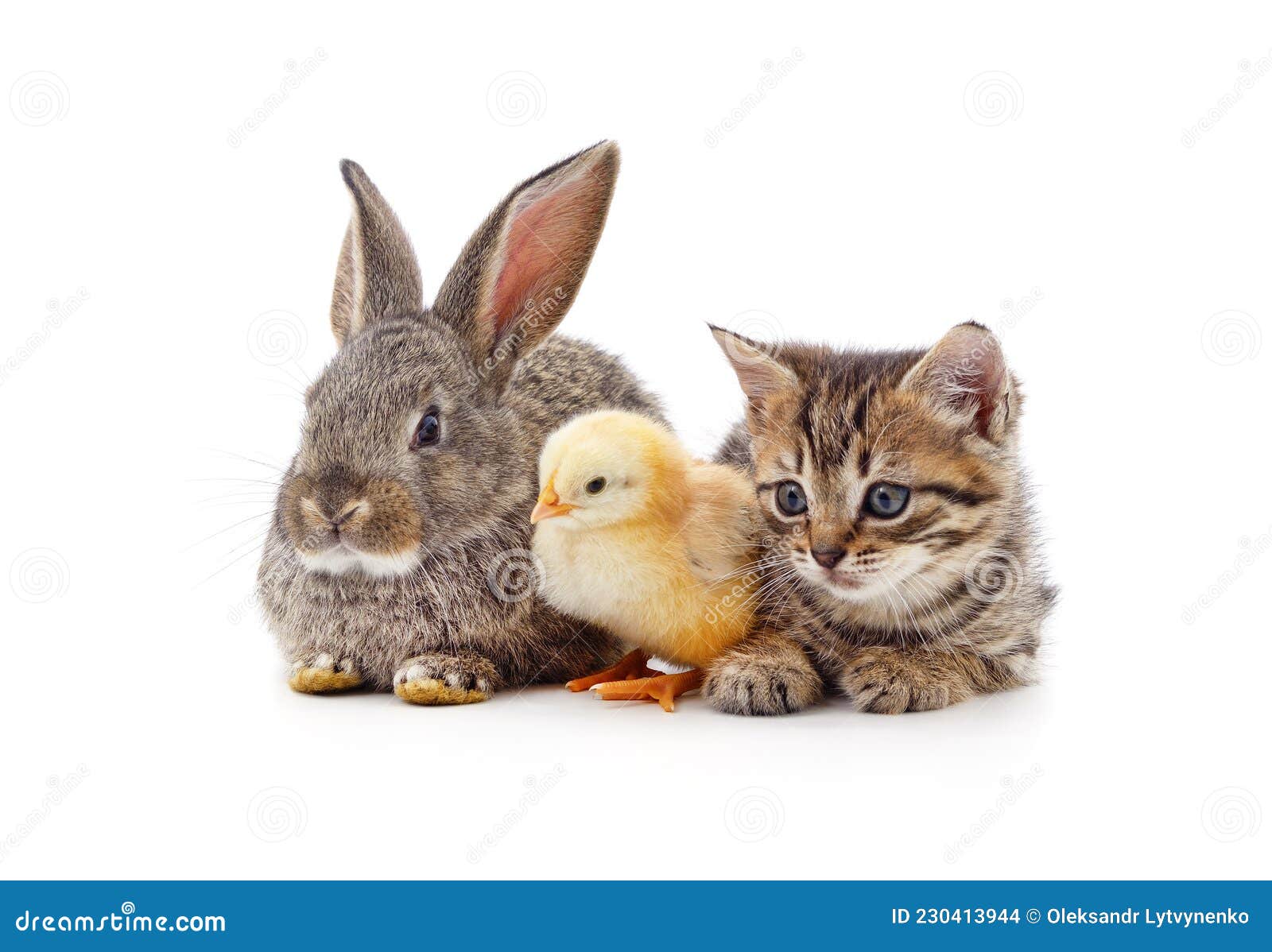 Kitten and Chicken with a Rabbit Stock Photo - Image of isolated ...