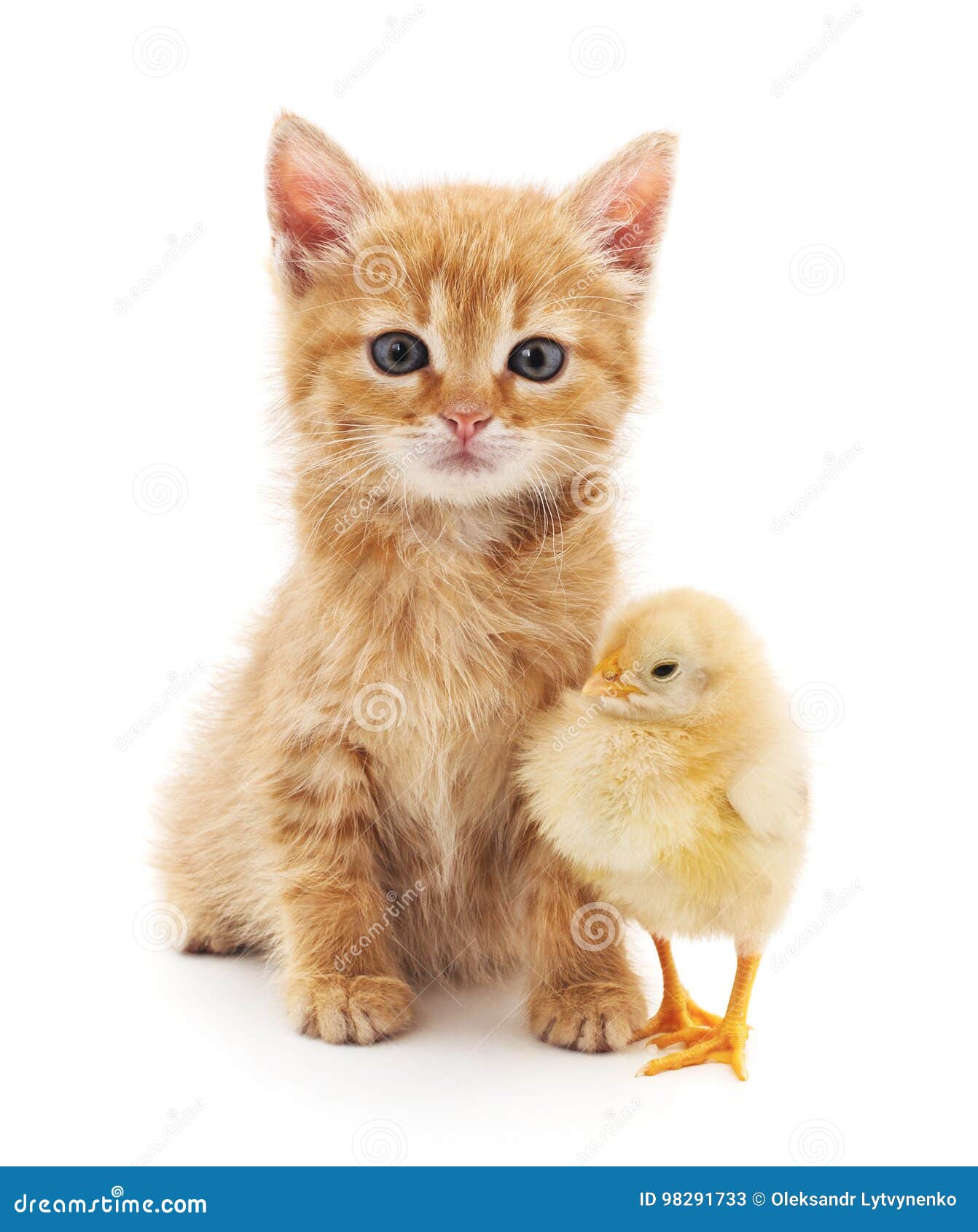 Kitten and chicken. stock image. Image of person, farm - 98291733