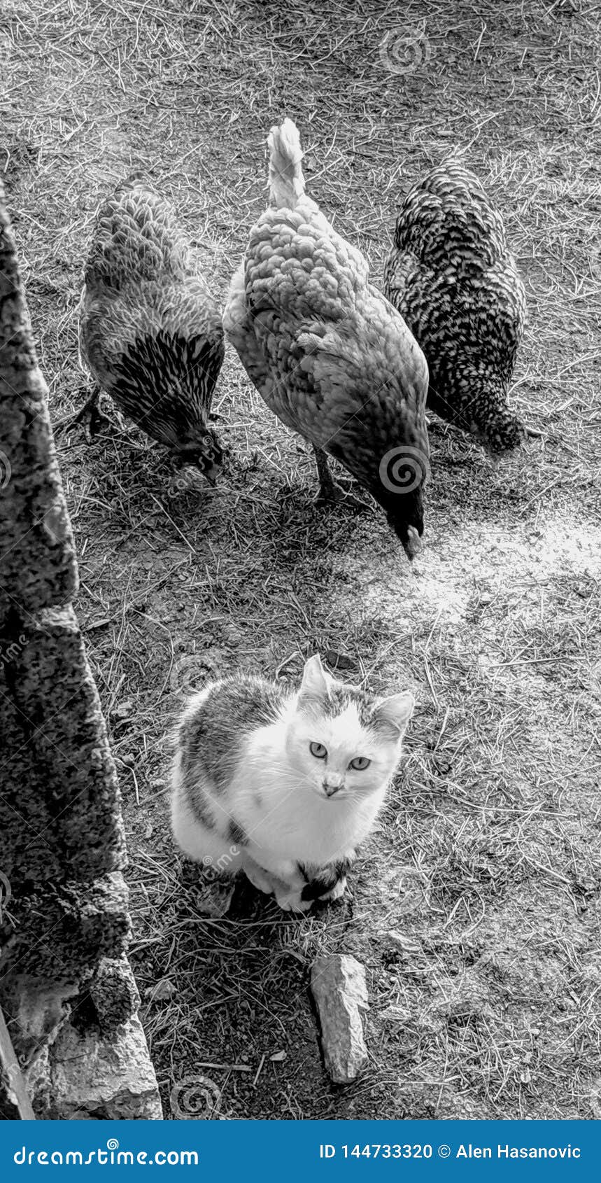 Kitten and chicken stock photo. Image of kitten, rural - 144733320
