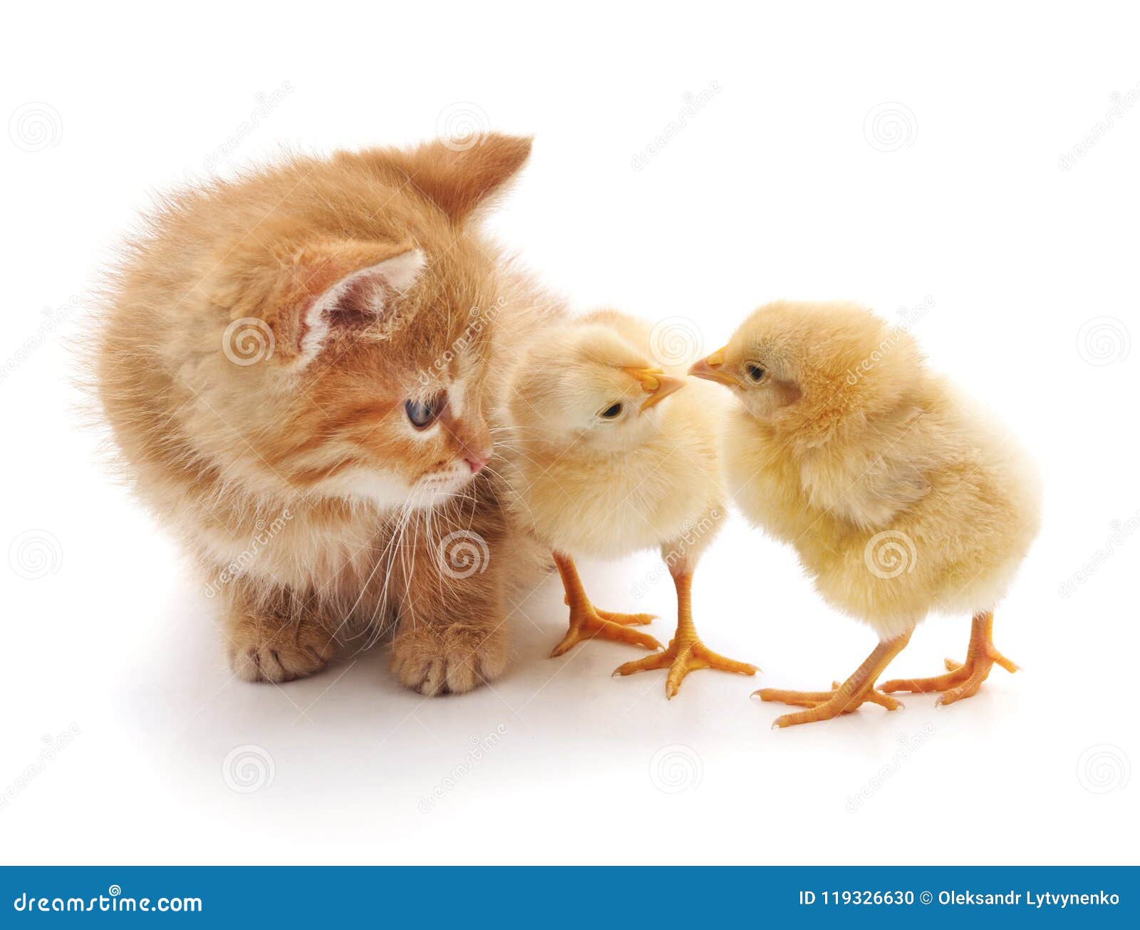 Kitten and chickens. stock photo. Image of togetherness - 119326630