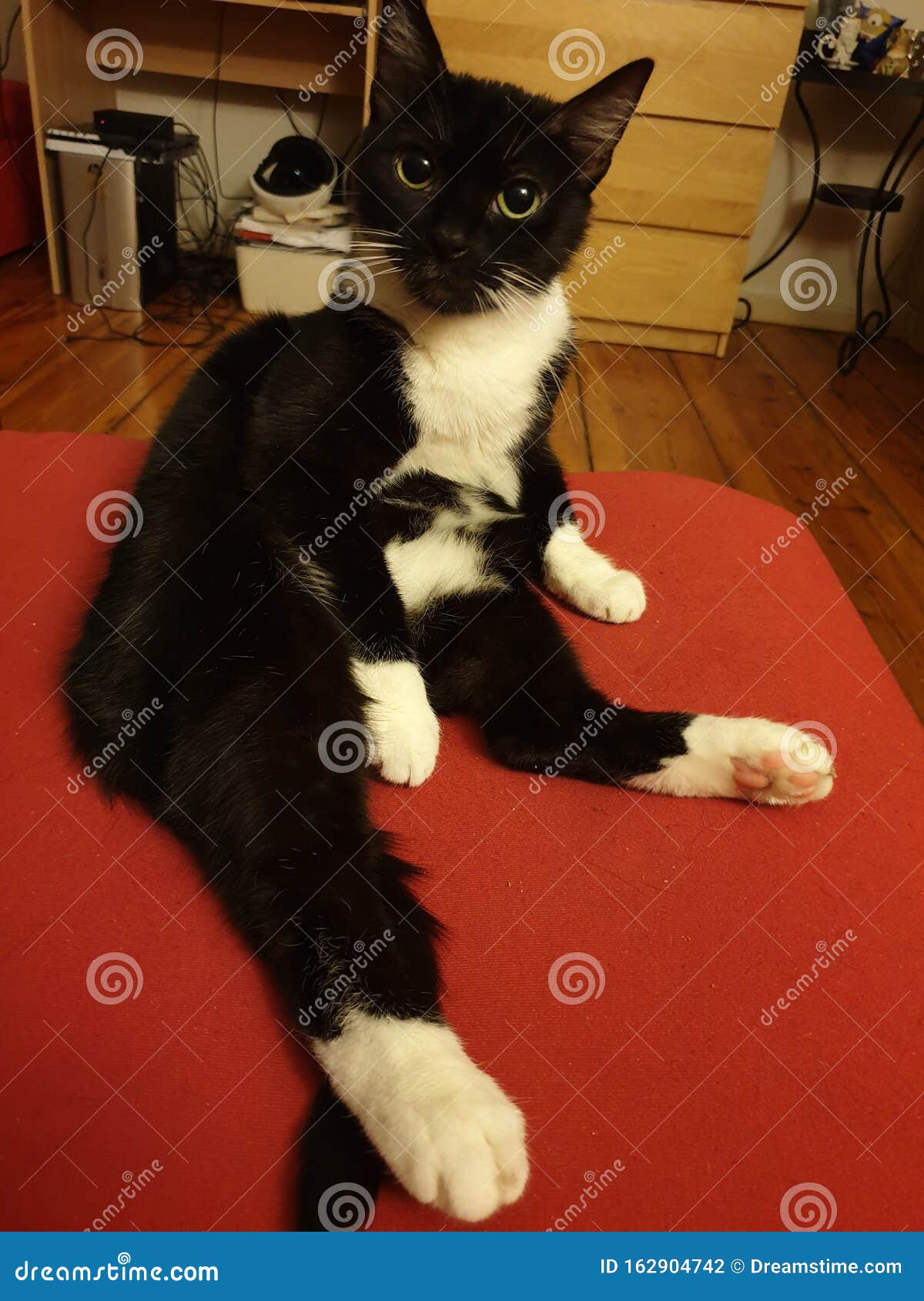 Kitten stock photo. Image of kitten, chill, pose, animal - 162904742