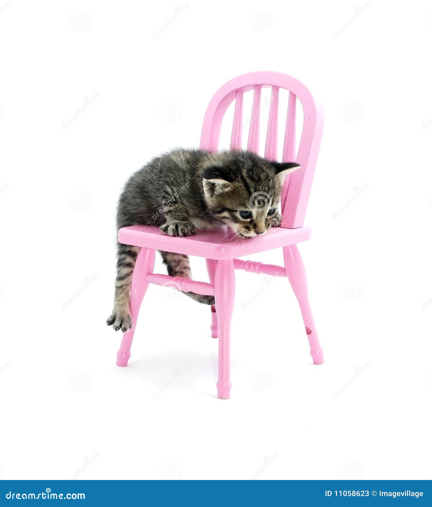 Kitten climbing on a chair stock image. Image of looking - 11058623