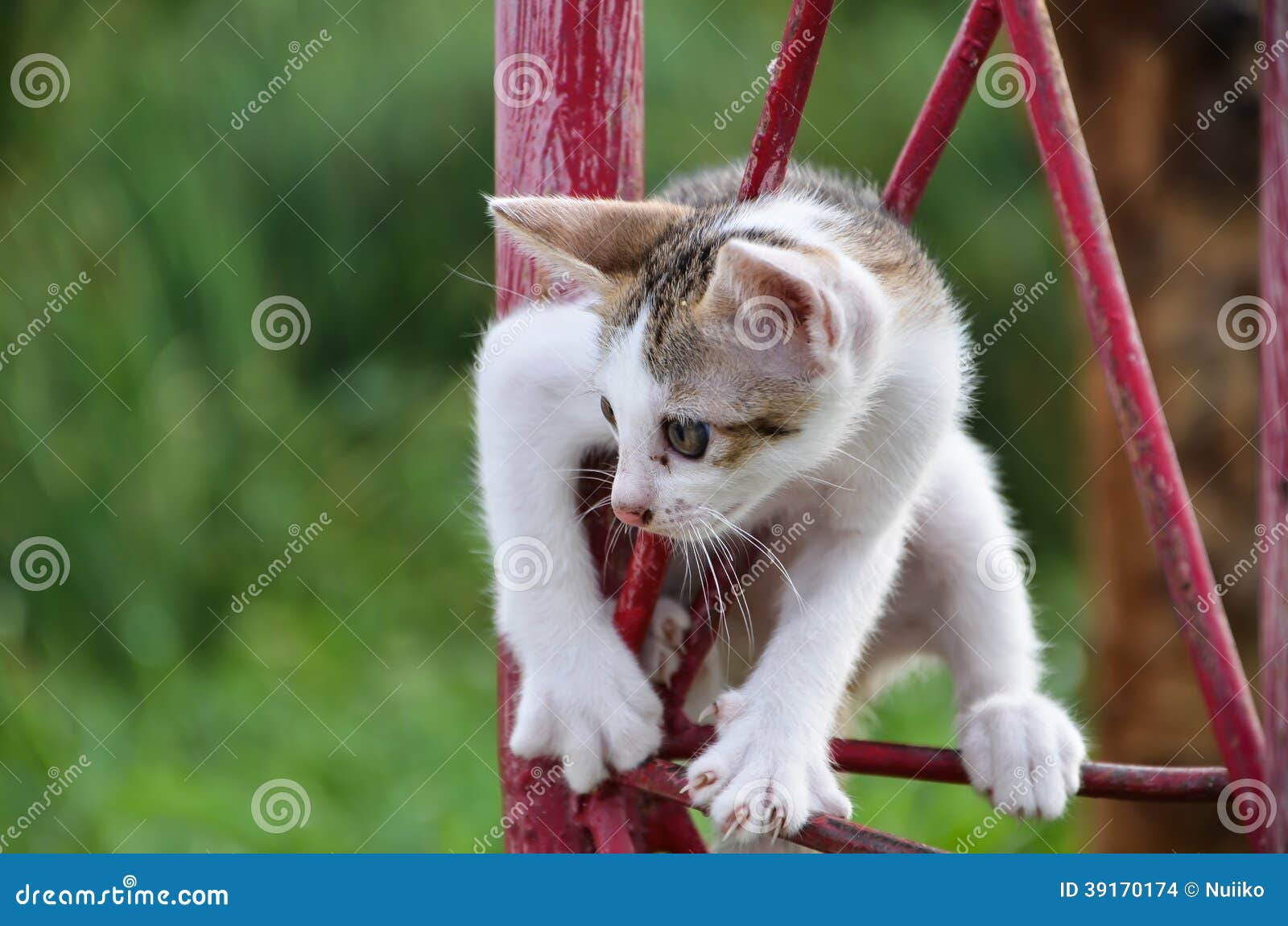 Kitten is Climbing on Red Pillar. Stock Photo - Image of field, grass ...