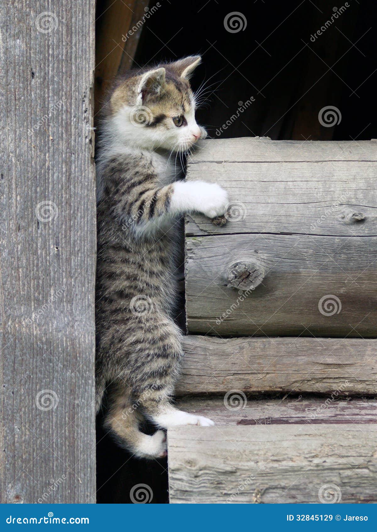 Kitten Climbing on Stacked Wood Stock Image - Image of playing, little ...