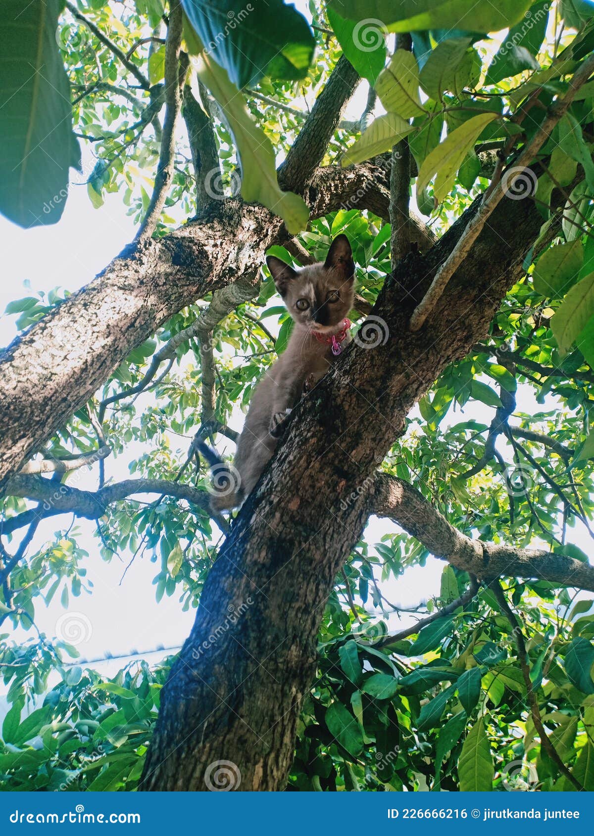 Kitten climbing a tree stock photo. Image of trunk, leaf - 226666216