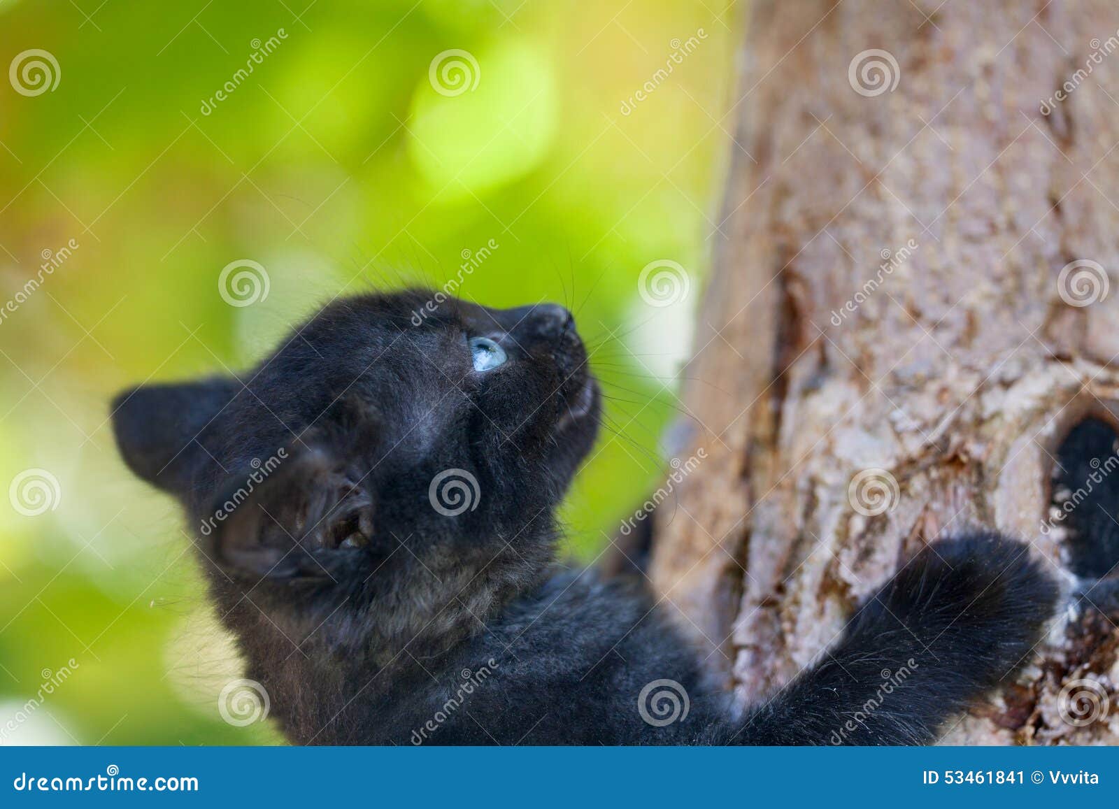 Kitten Climbing on the Tree Stock Image - Image of scratching, autumn ...