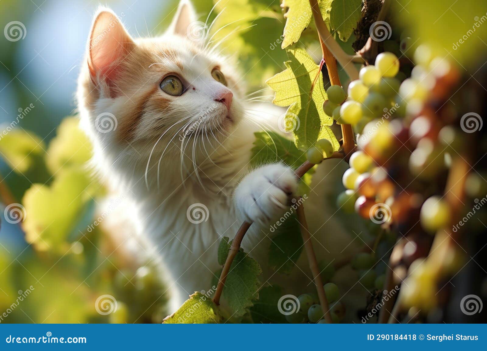 A Kitten is Climbing Up a Vine with Grapes, AI Stock Photo - Image of ...