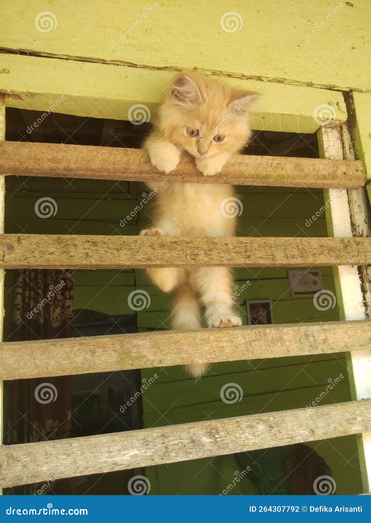 Kitten climbing the window stock photo. Image of kitten - 264307792