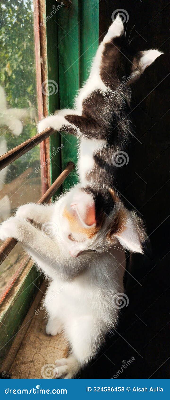 Kitten Climbing on the Window so Adorable this Cat Stock Photo - Image ...