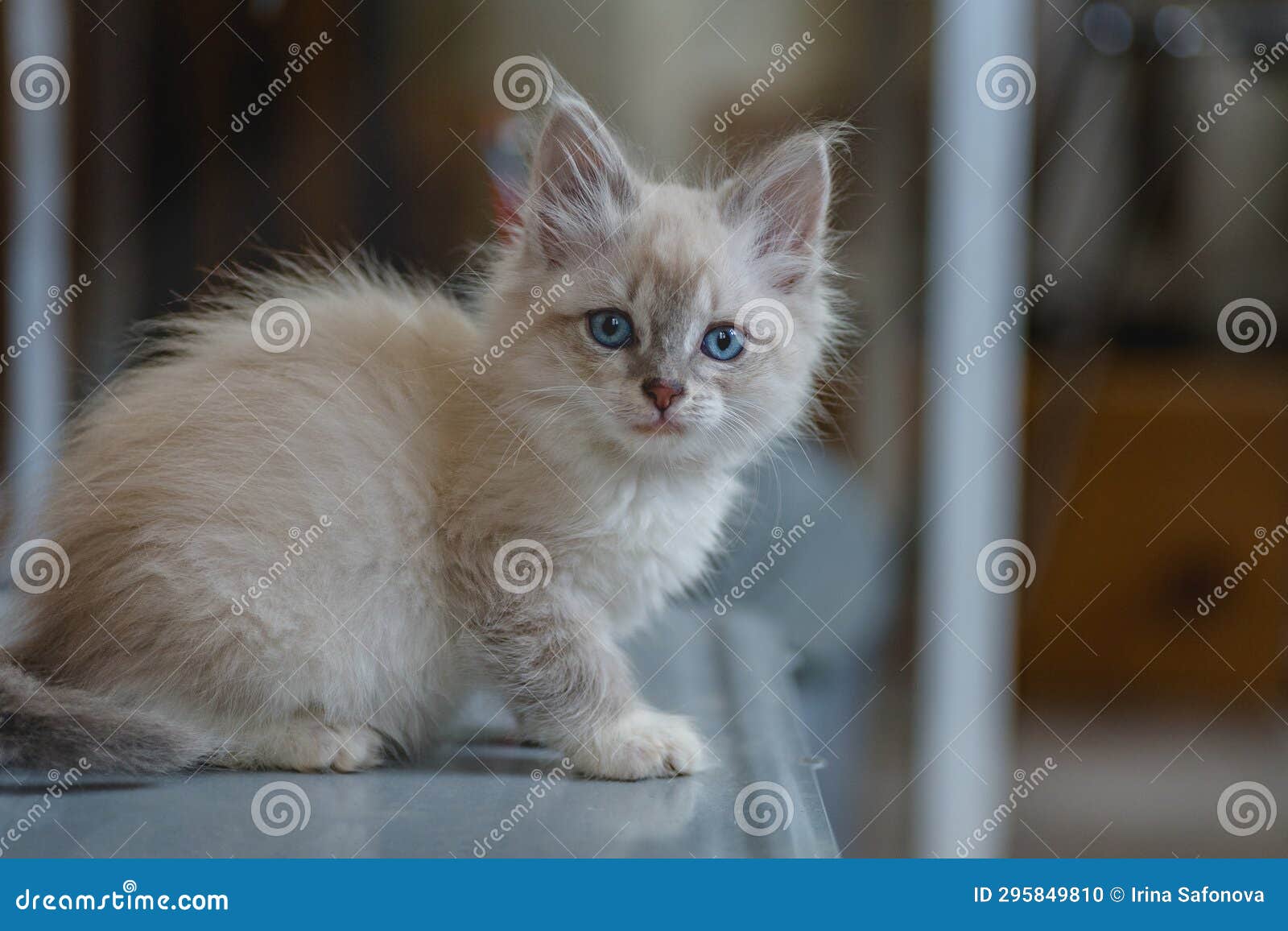 Kitten Close-up Portrait Sitting and Looking at the Camera Stock Photo ...