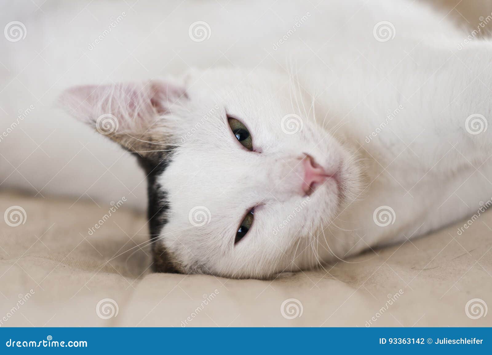 Kitten stock photo. Image of white, shothaired, feline - 93363142