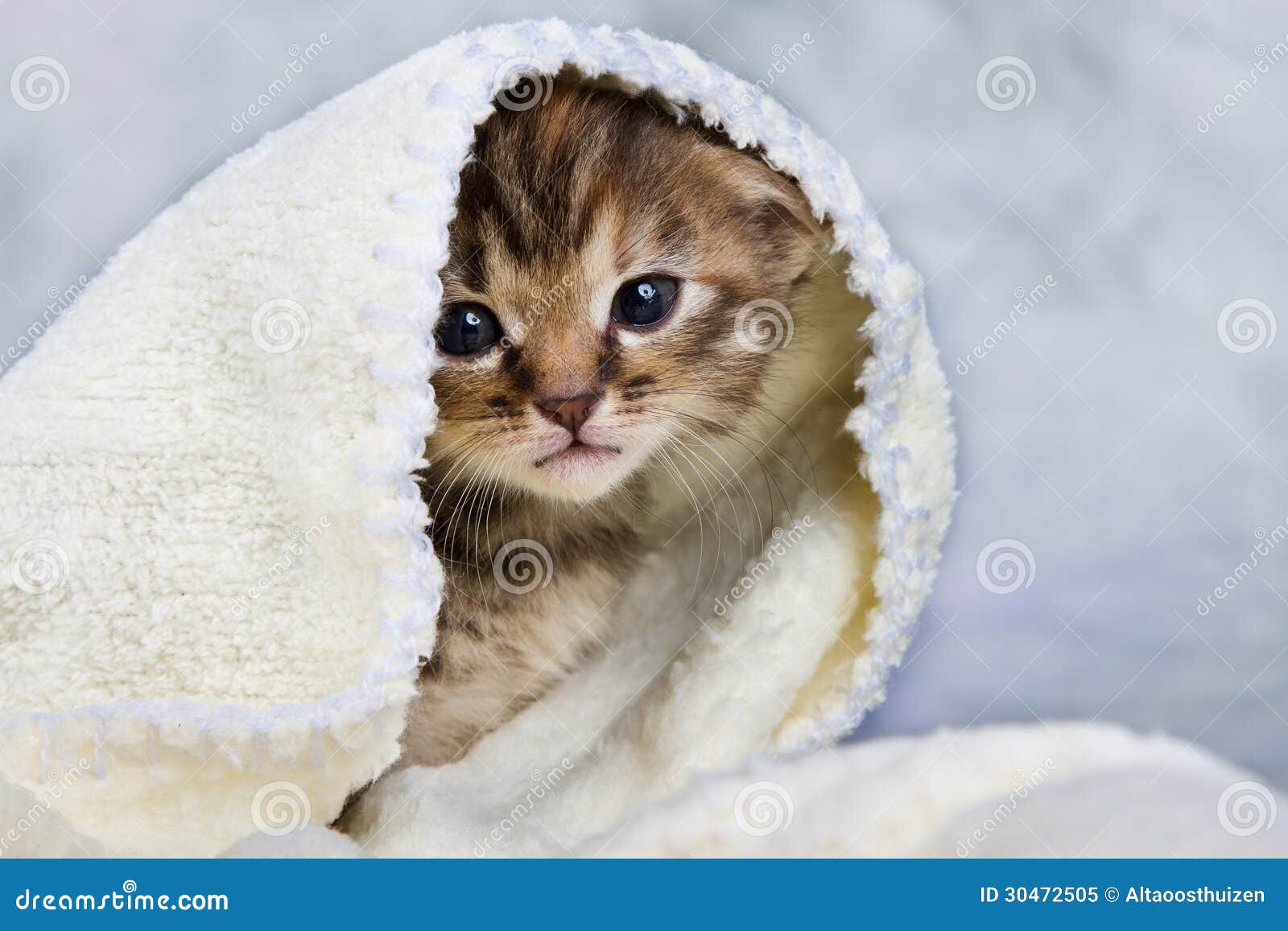 Kitten closed in towel stock image. Image of animal, gray - 30472505