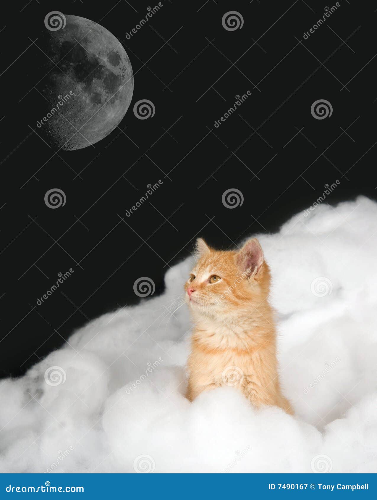 Kitten Moon Stock Photos - Royalty Free Pictures