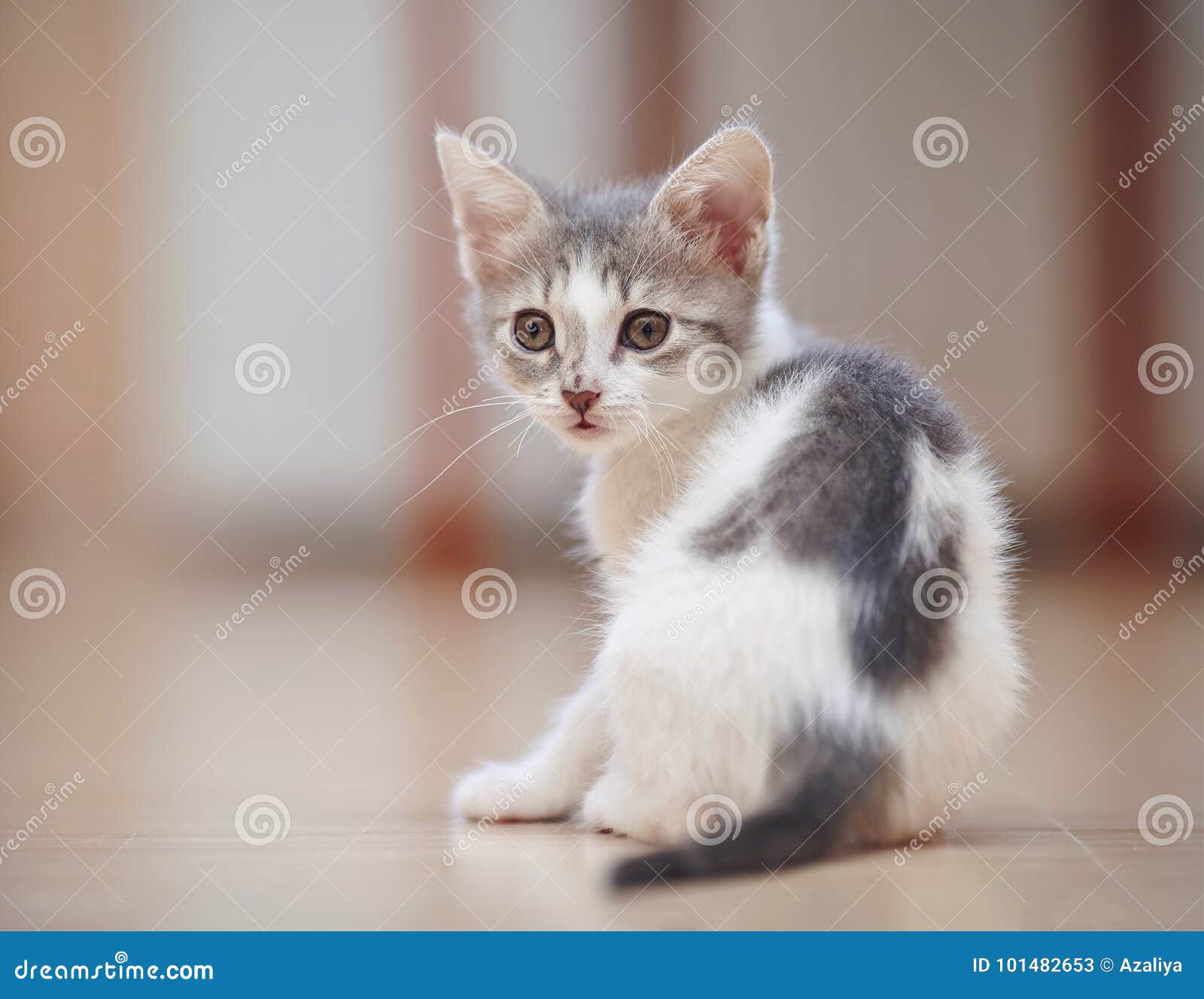 Kitten of a Color, White with Spots, Sits Having Turned Back. Stock ...