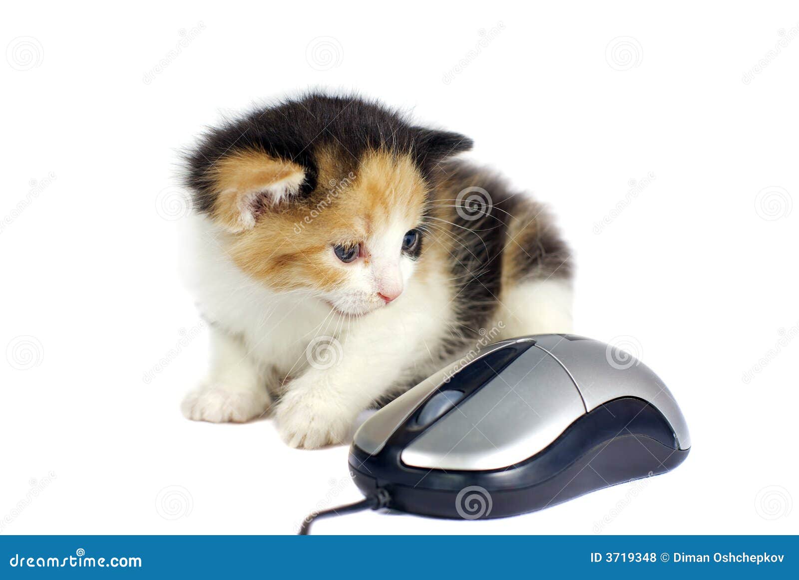 Kitten and Computer Mouse Isolated Stock Photo - Image of felines, face ...