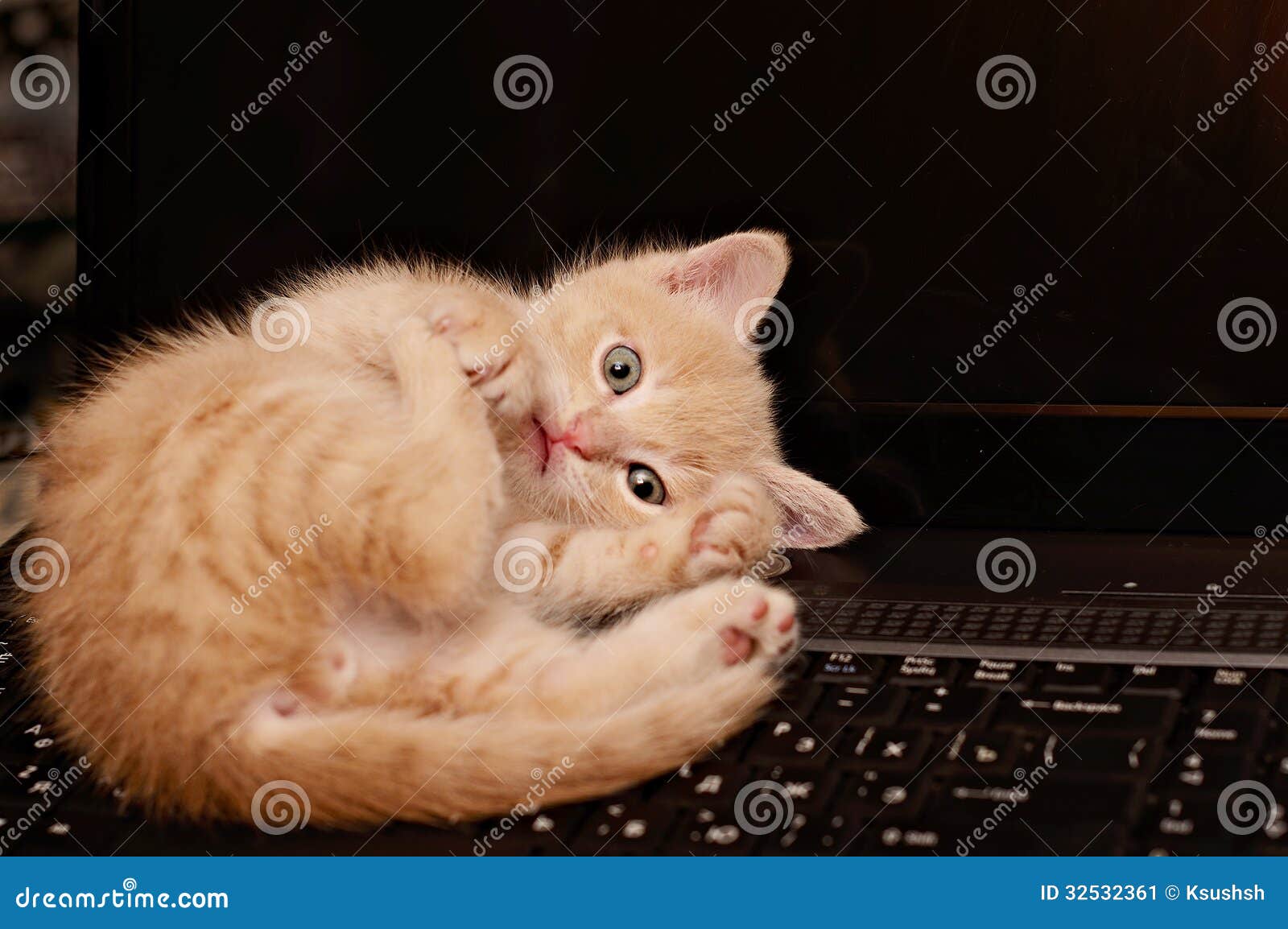 Kitten on the computer stock image. Image of keyboard - 32532361