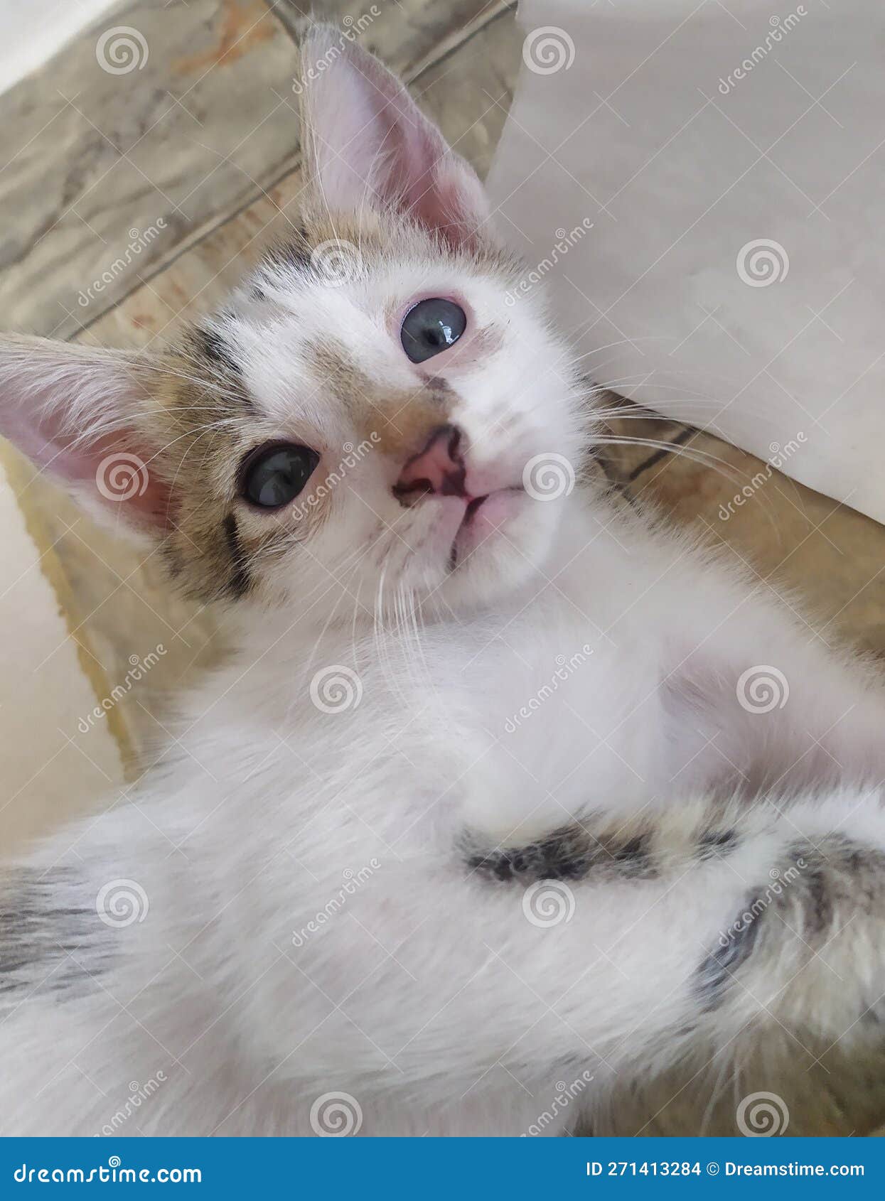 The Kitten is confused stock photo. Image of jabrik - 271413284
