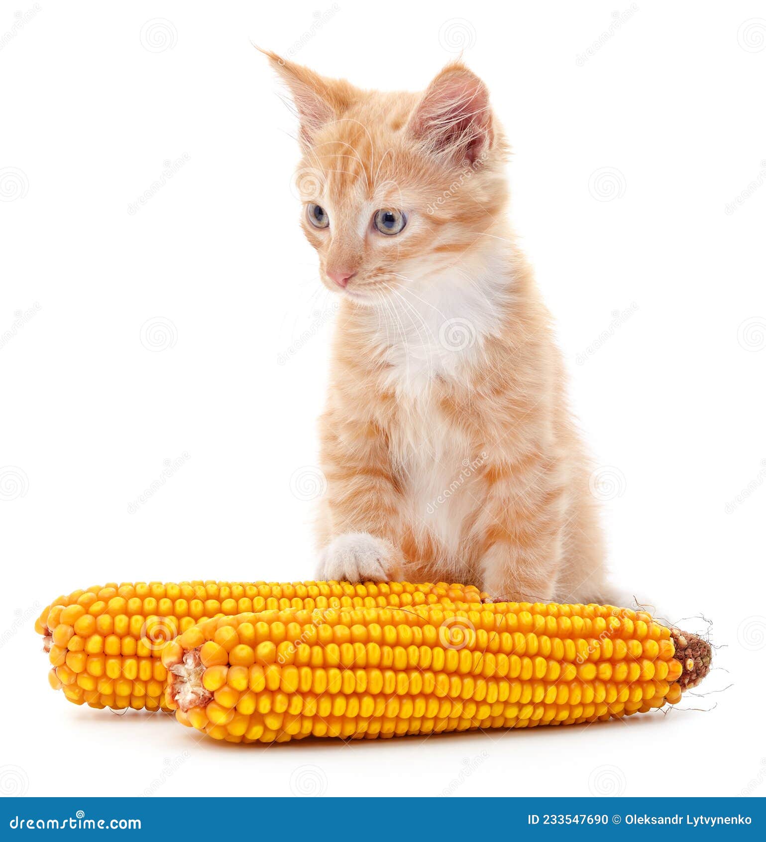 Kitten and corn stock photo. Image of fluffy, happy - 233547690