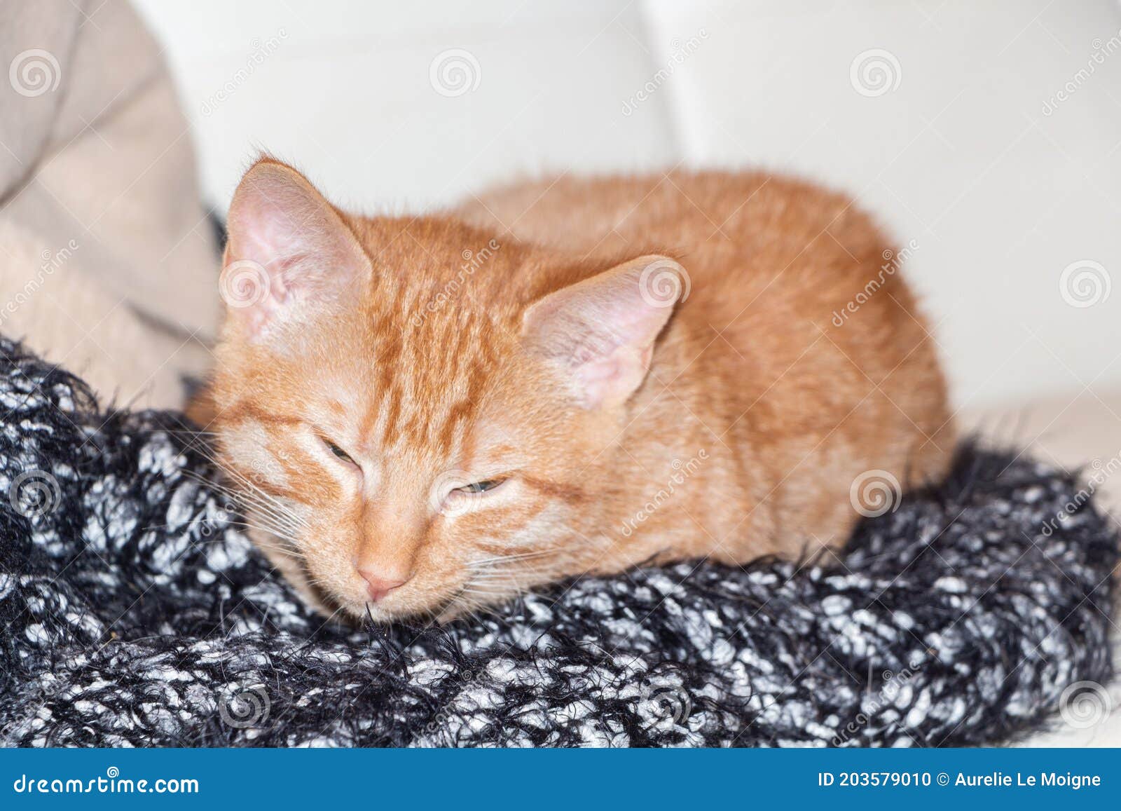 Kitten on a couch stock photo. Image of couch, cute - 203579010