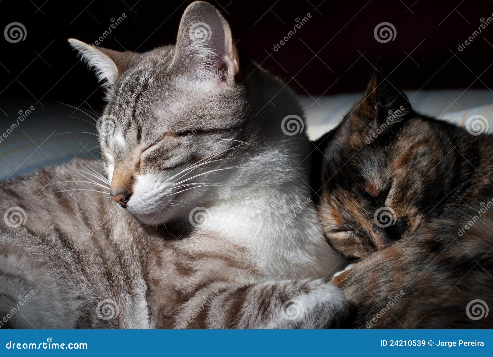 Kitten couple stock image. Image of tender, feline, sweetness - 24210539