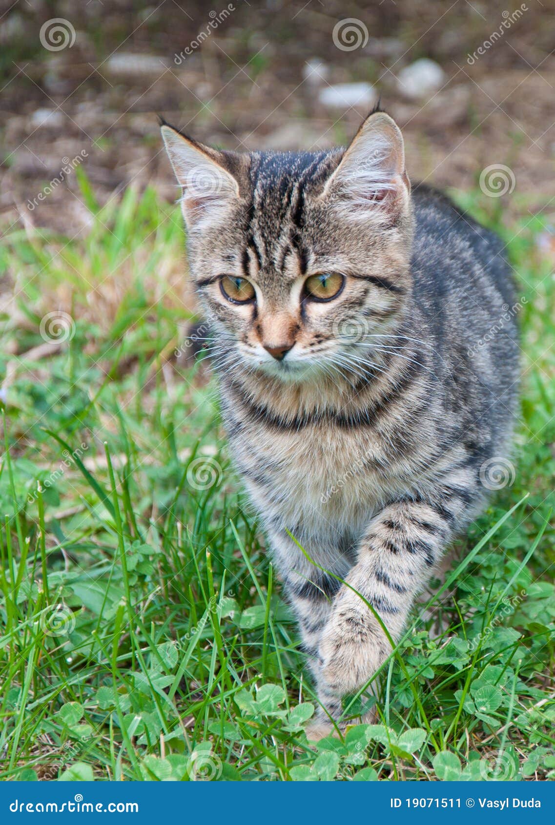 Kitten creeping stock image. Image of animal, culture - 19071511