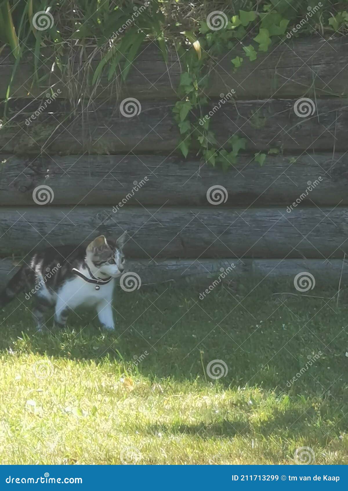 Kitten Creeping through Grass Editorial Stock Image - Image of green ...